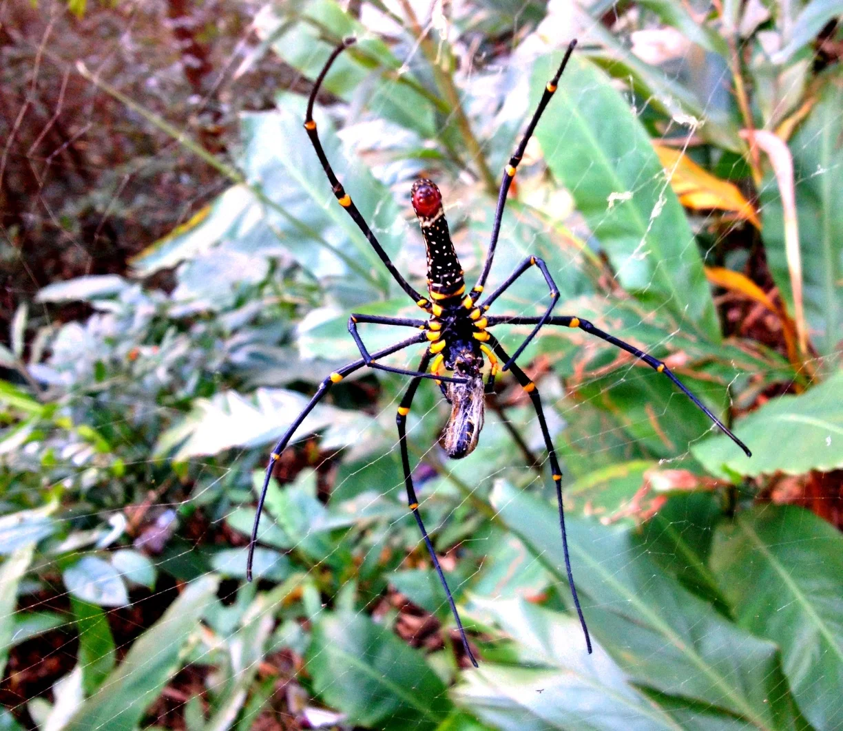 Little Adventures in Hong Kong | The Golden Orb Spider Hong Kong — J3 ...
