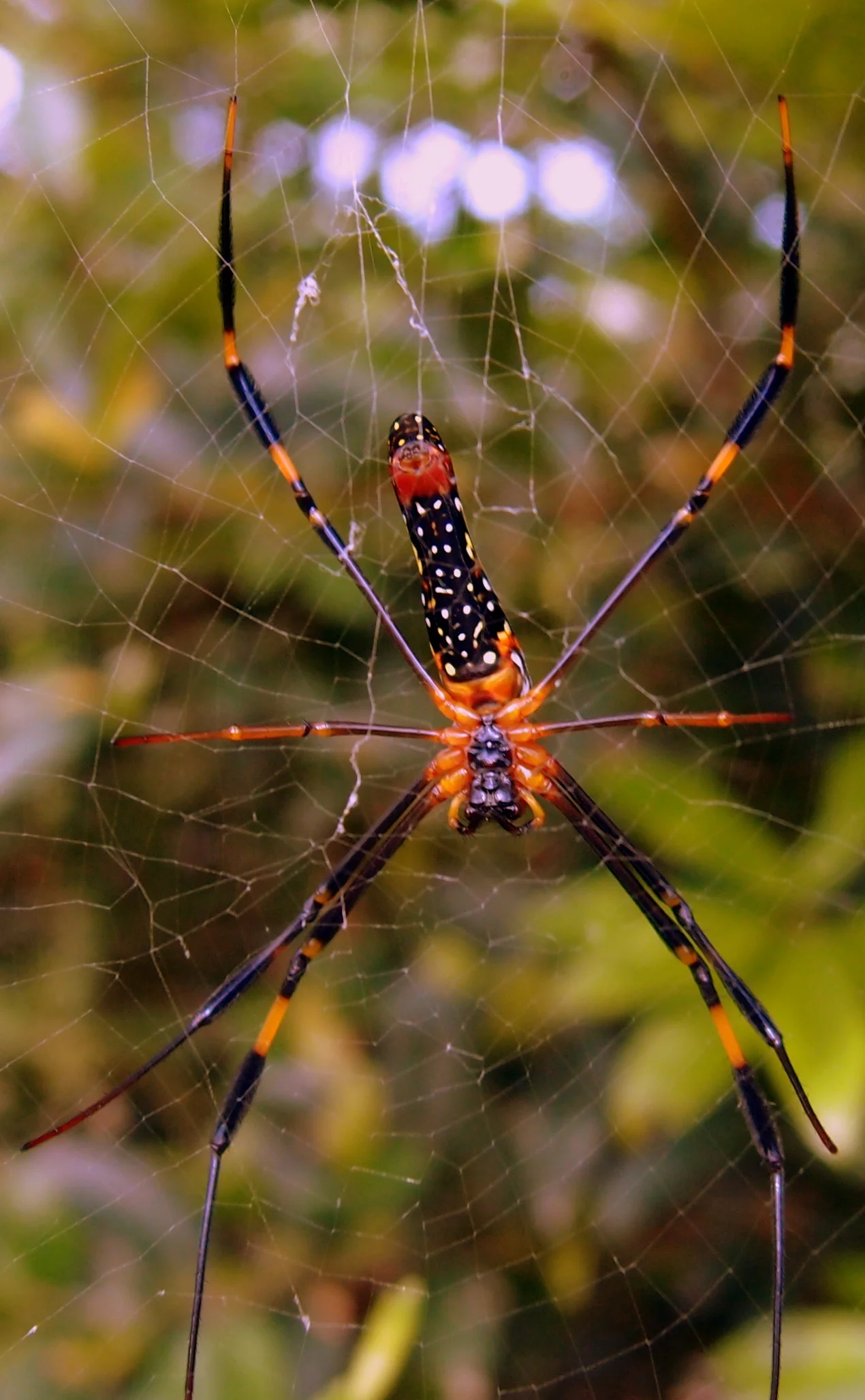 Little Adventures in Hong Kong | The Golden Orb Spider Hong Kong — J3 ...