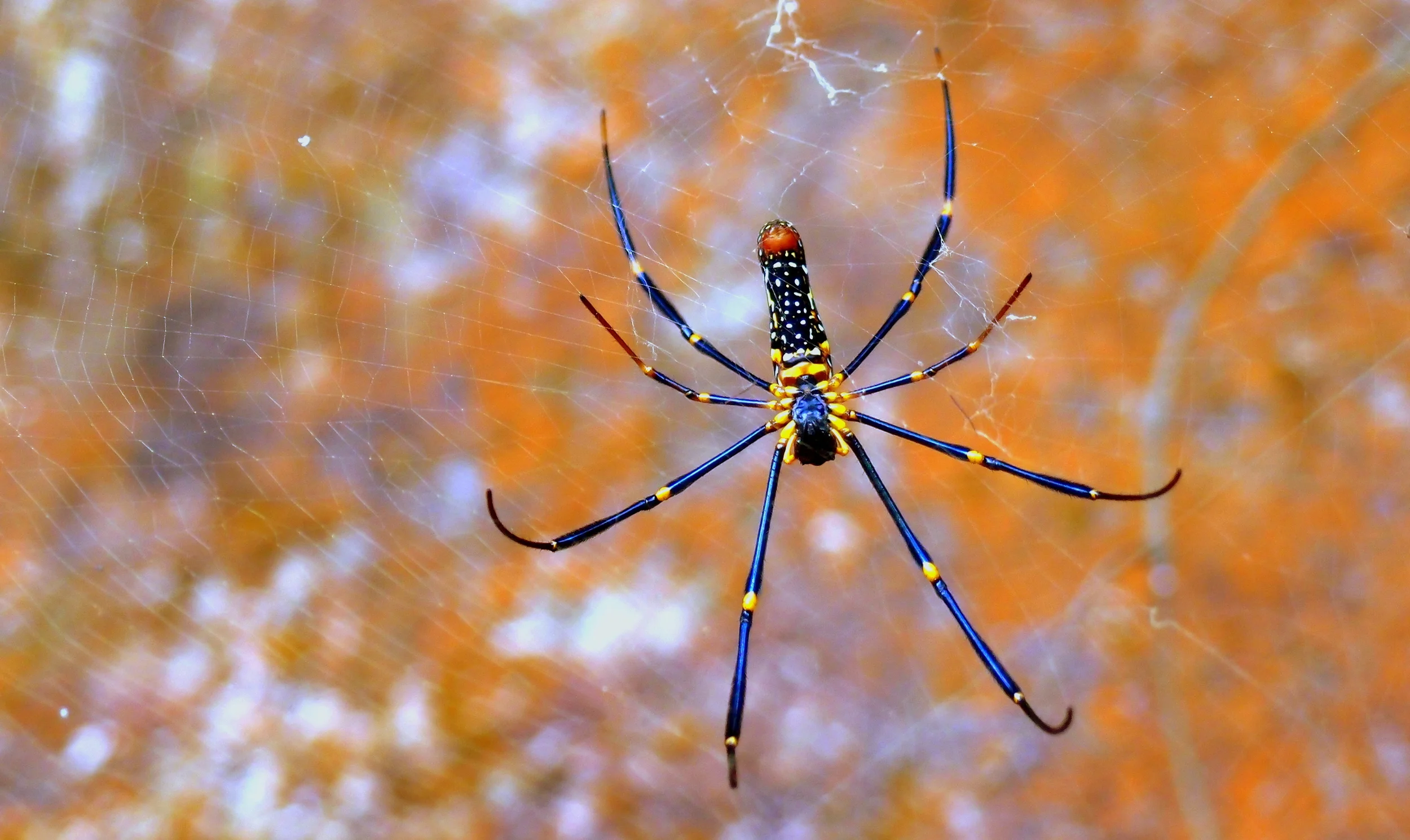 Little Adventures in Hong Kong | The Golden Orb Spider Hong Kong — J3 ...