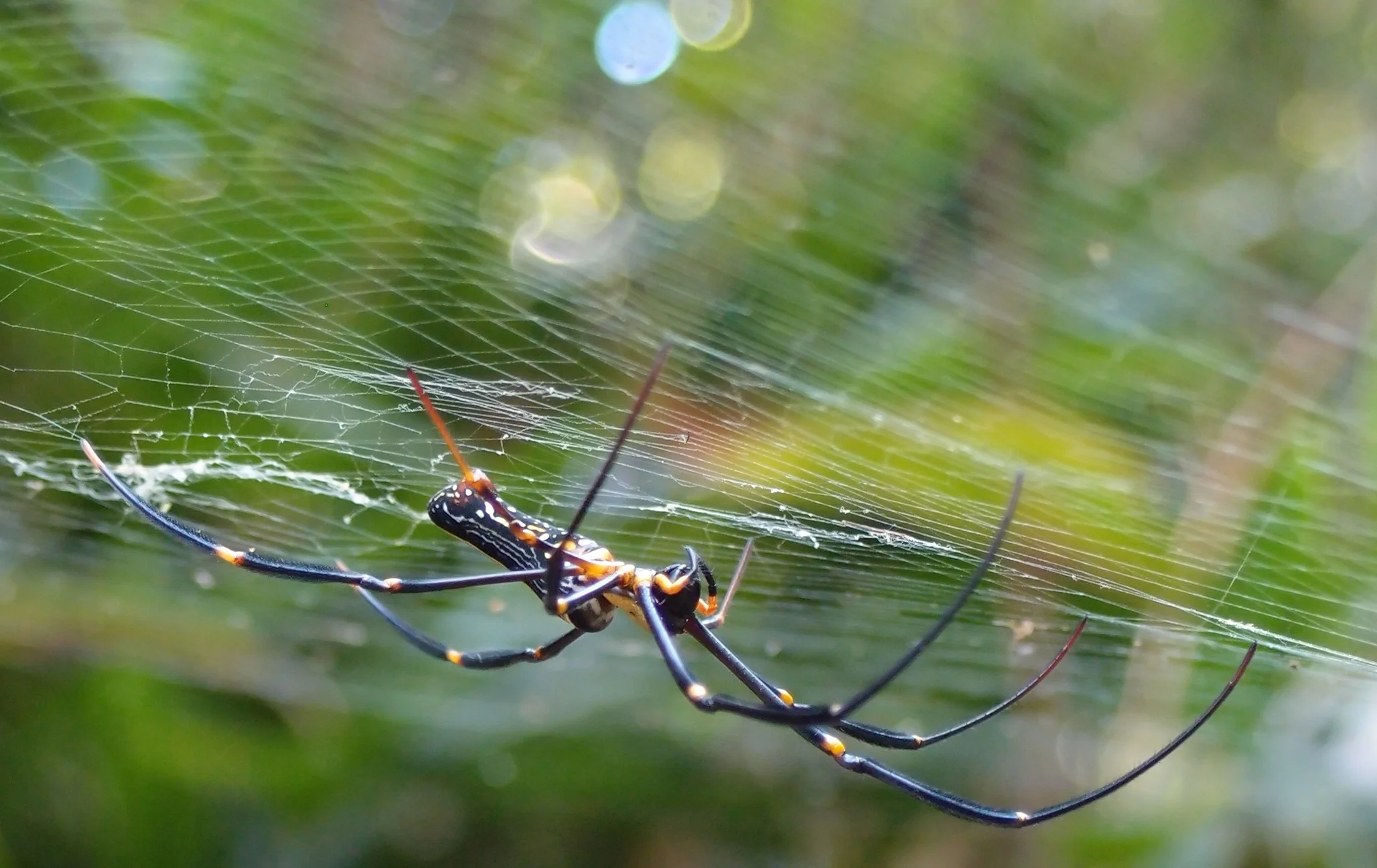 Little Adventures in Hong Kong | The Golden Orb Spider Hong Kong — J3 ...