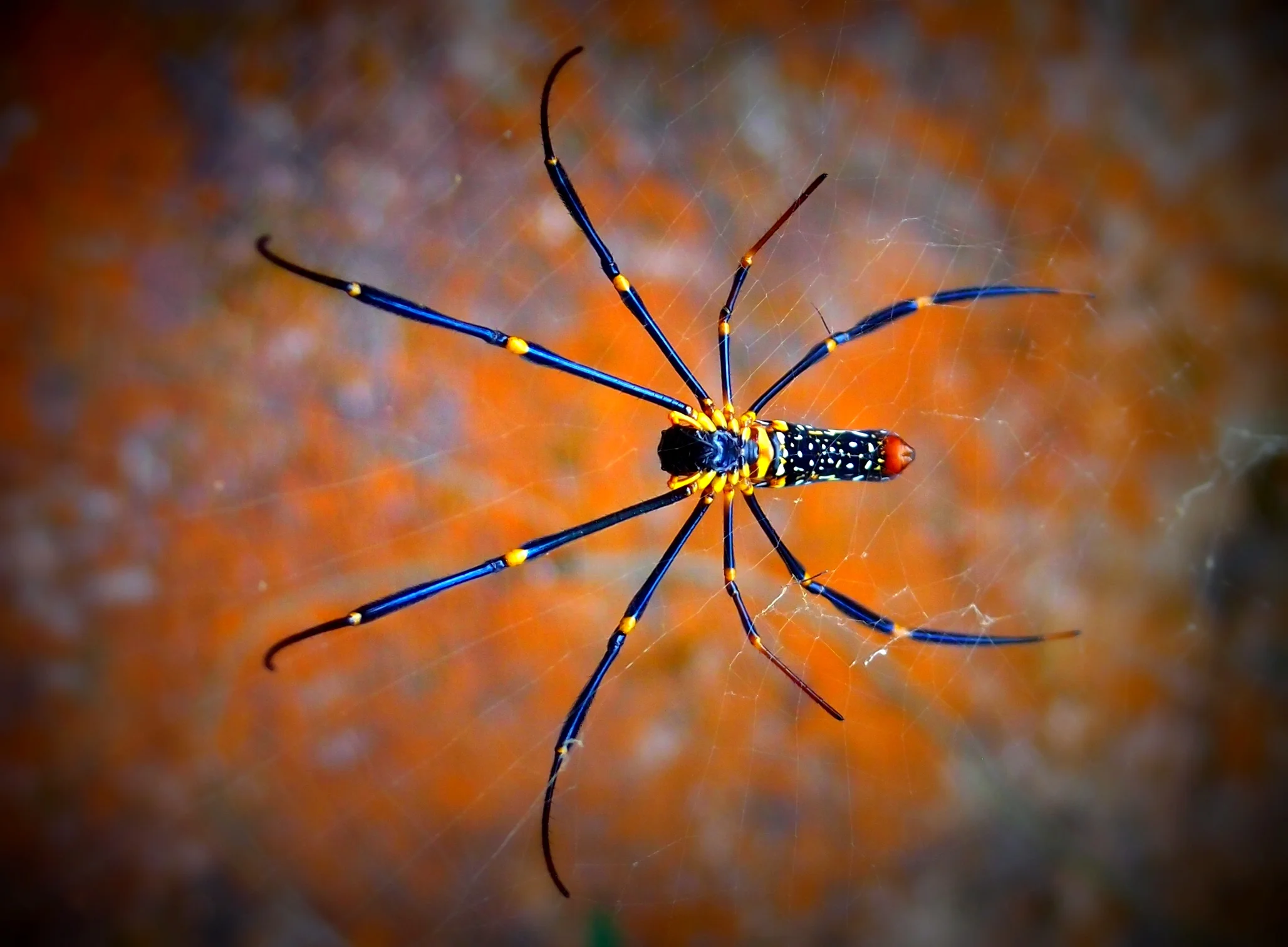 Little Adventures in Hong Kong | The Golden Orb Spider Hong Kong — J3 ...