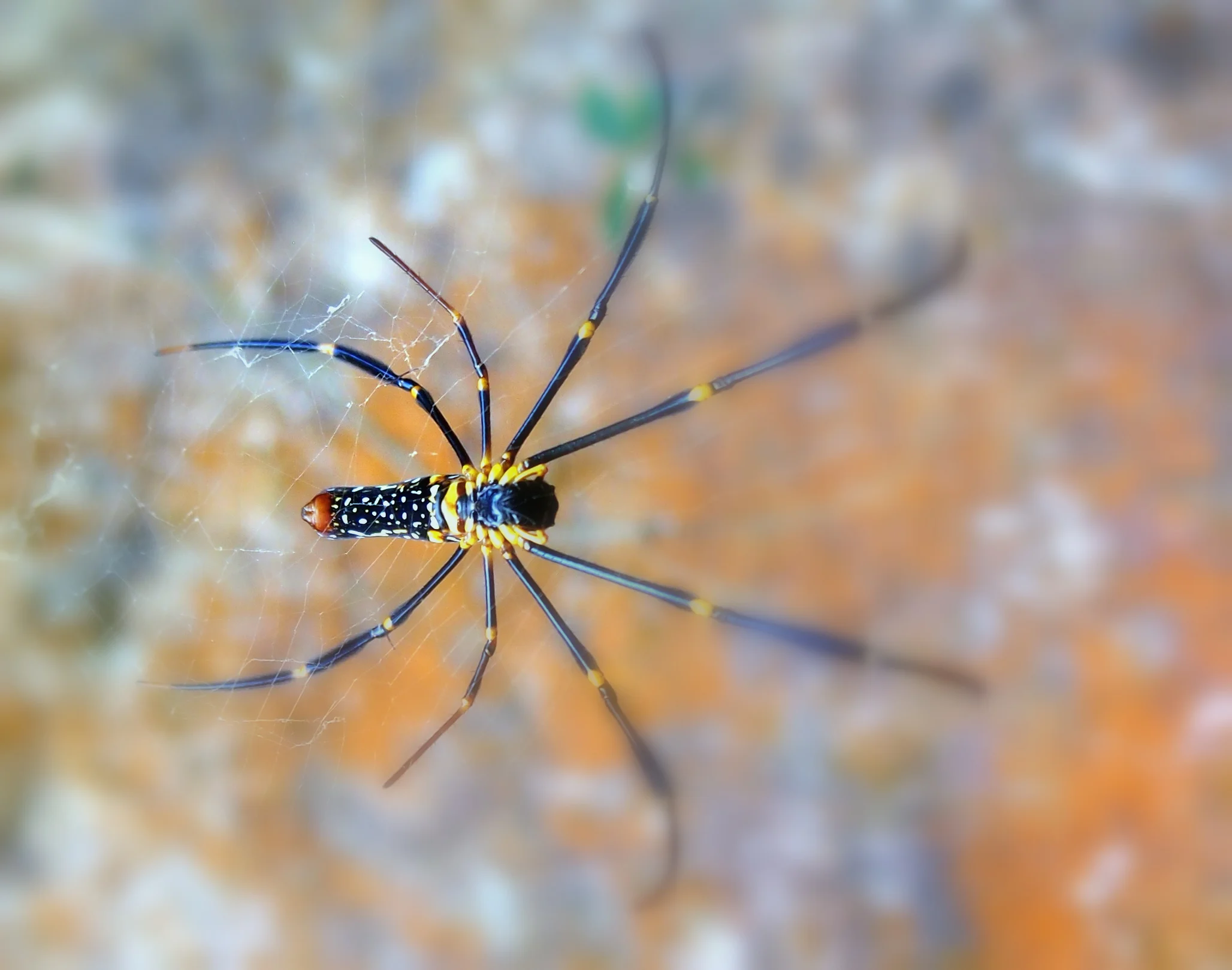 Little Adventures in Hong Kong | The Golden Orb Spider Hong Kong — J3 ...
