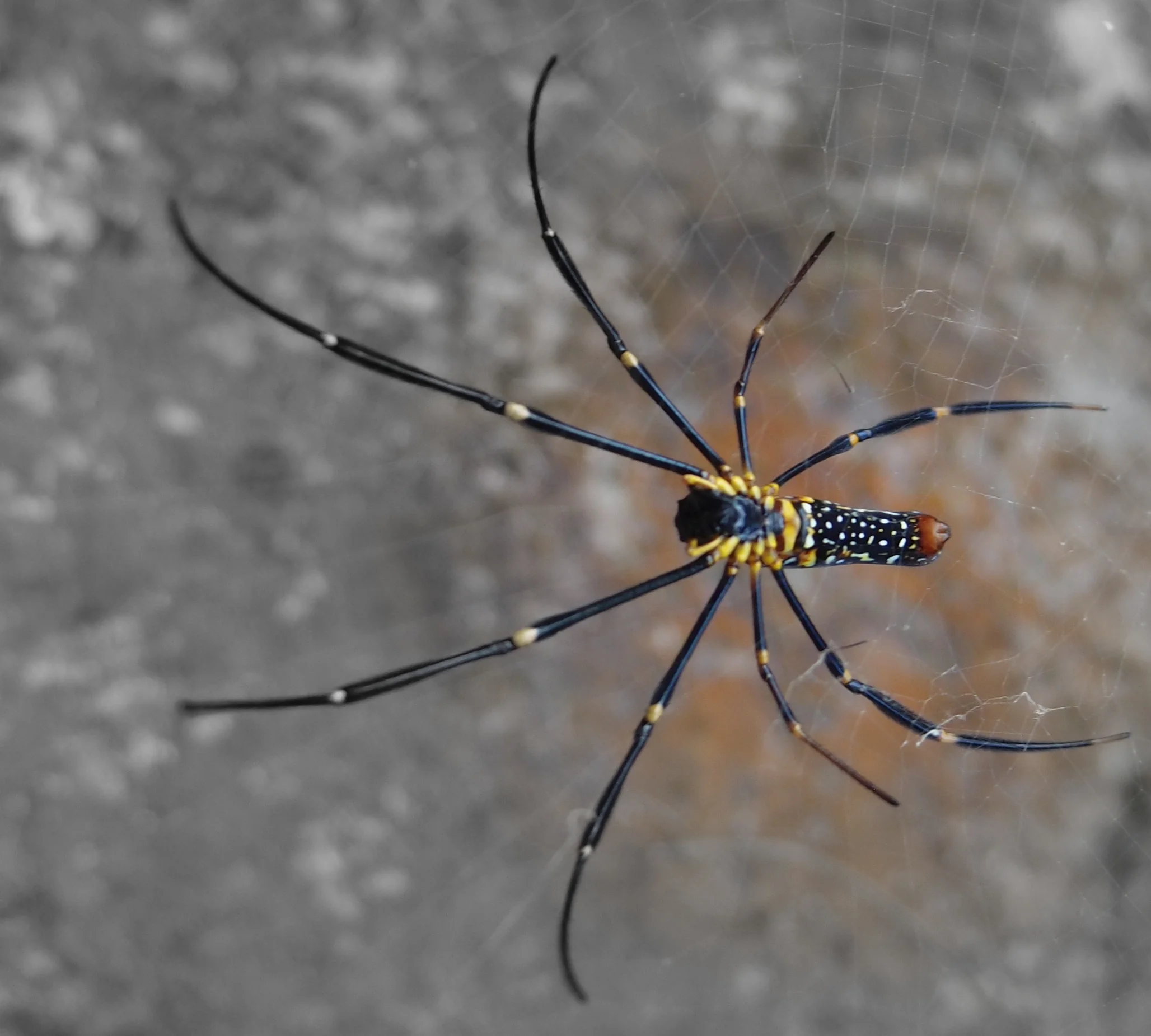 Little Adventures in Hong Kong | The Golden Orb Spider Hong Kong — J3 ...