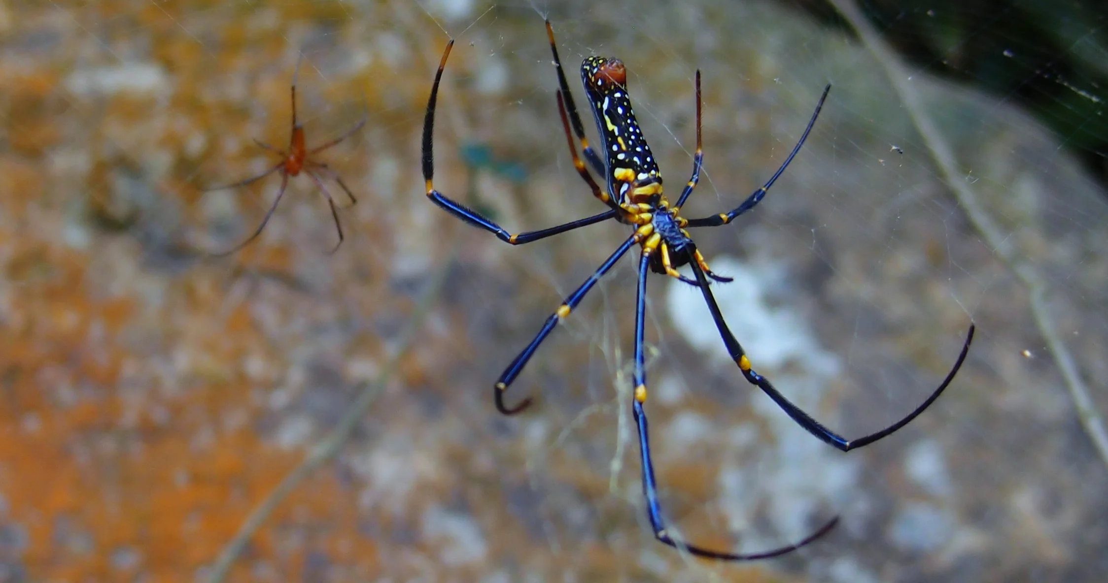 Little Adventures in Hong Kong | The Golden Orb Spider Hong Kong — J3 ...