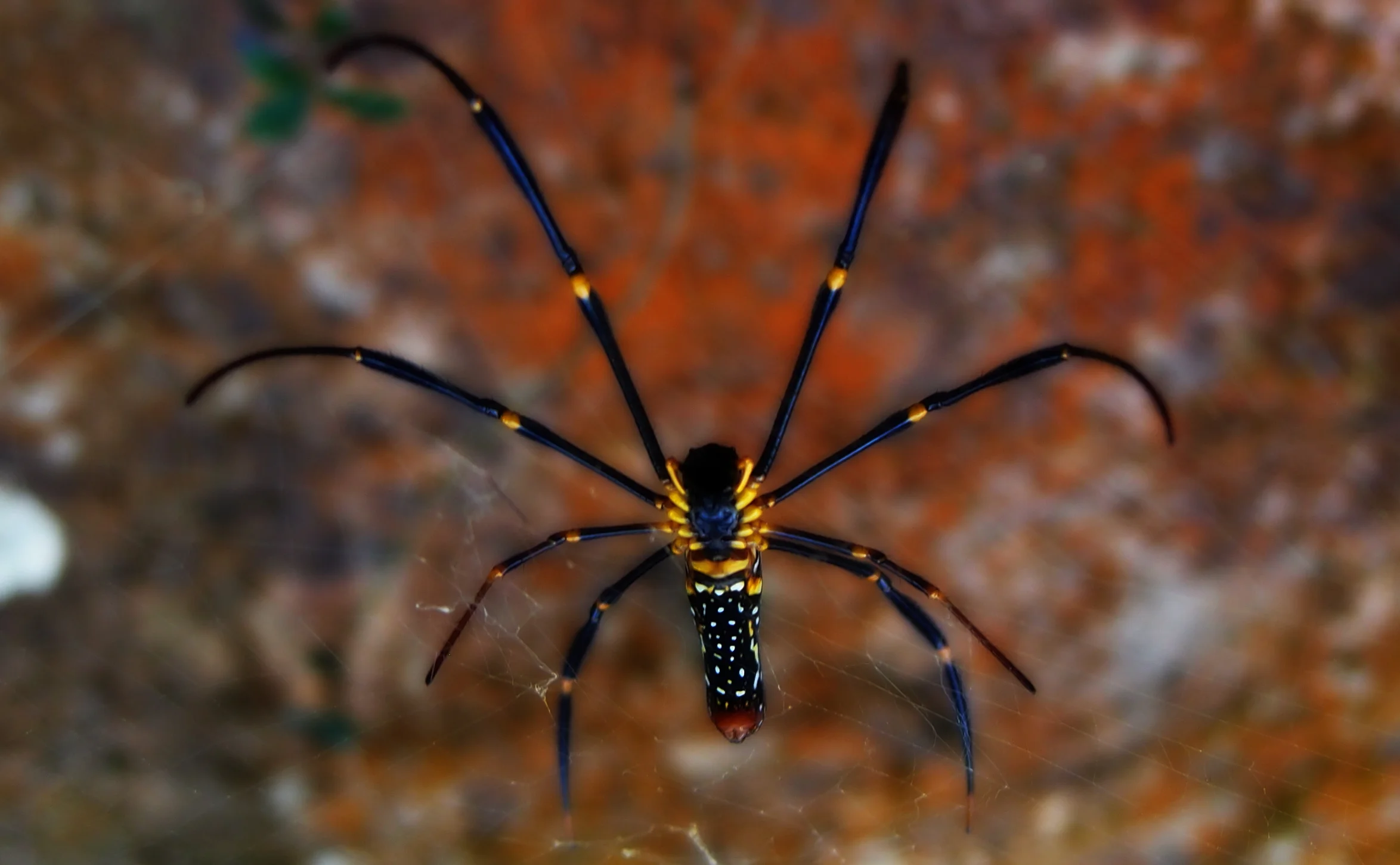Little Adventures in Hong Kong | The Golden Orb Spider Hong Kong — J3 ...