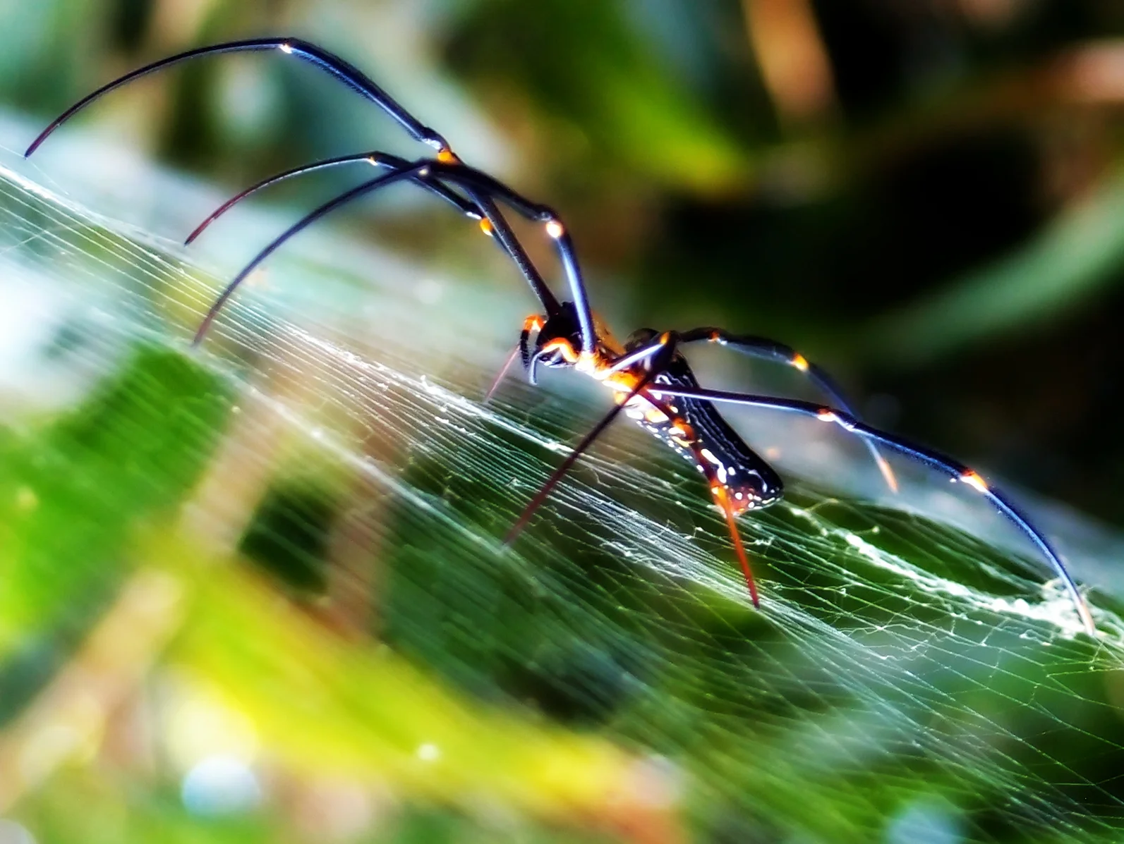 Little Adventures in Hong Kong | The Golden Orb Spider Hong Kong — J3 ...