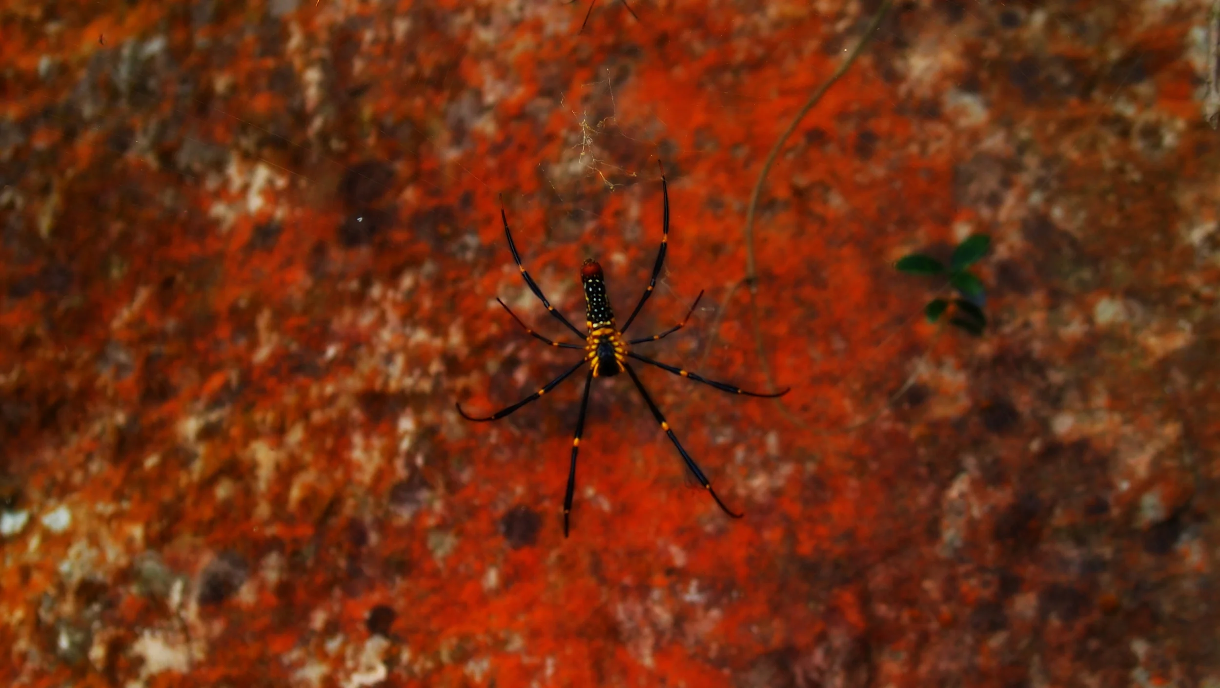 Little Adventures in Hong Kong | The Golden Orb Spider Hong Kong — J3 ...