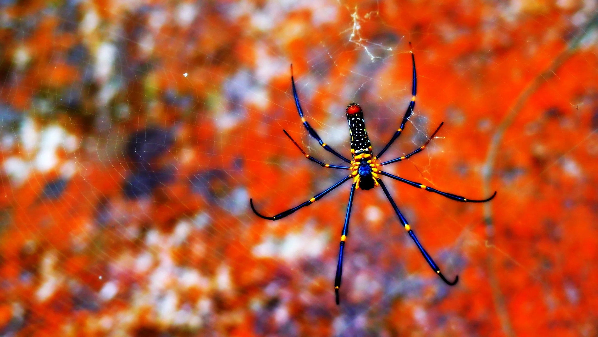 Little Adventures in Hong Kong | The Golden Orb Spider Hong Kong — J3 ...