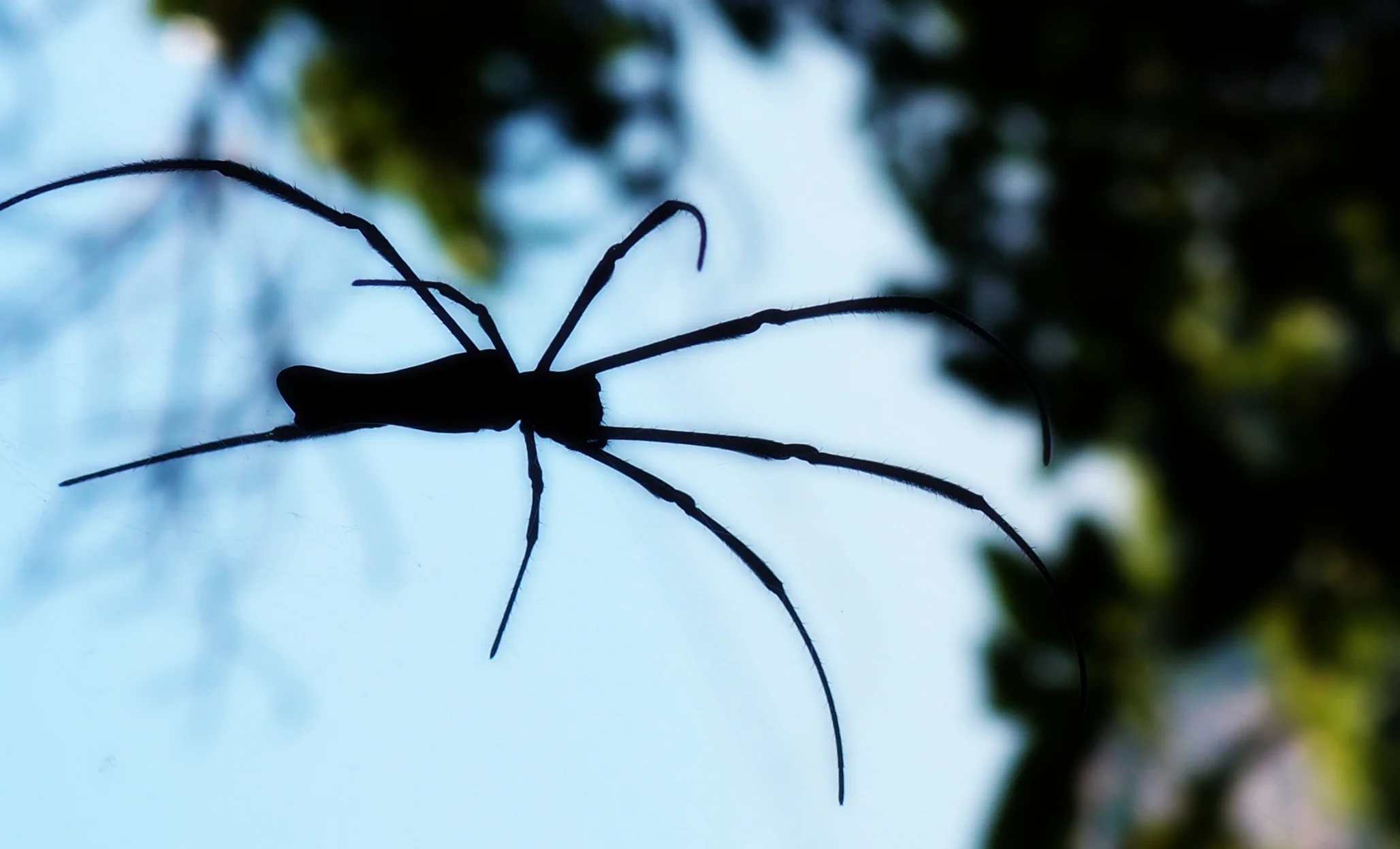 Little Adventures in Hong Kong | The Golden Orb Spider Hong Kong — J3 ...