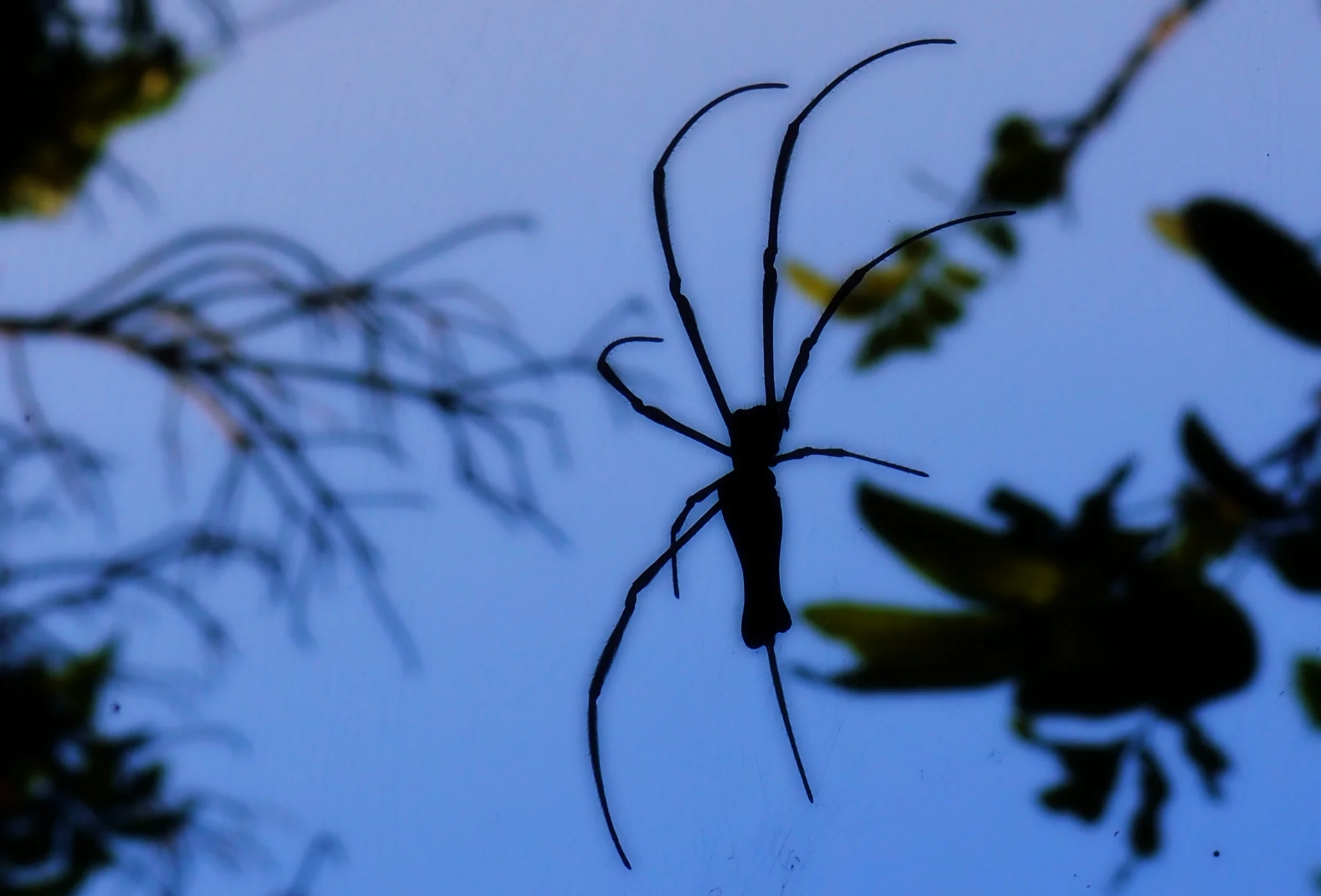 Little Adventures in Hong Kong | The Golden Orb Spider Hong Kong — J3 ...