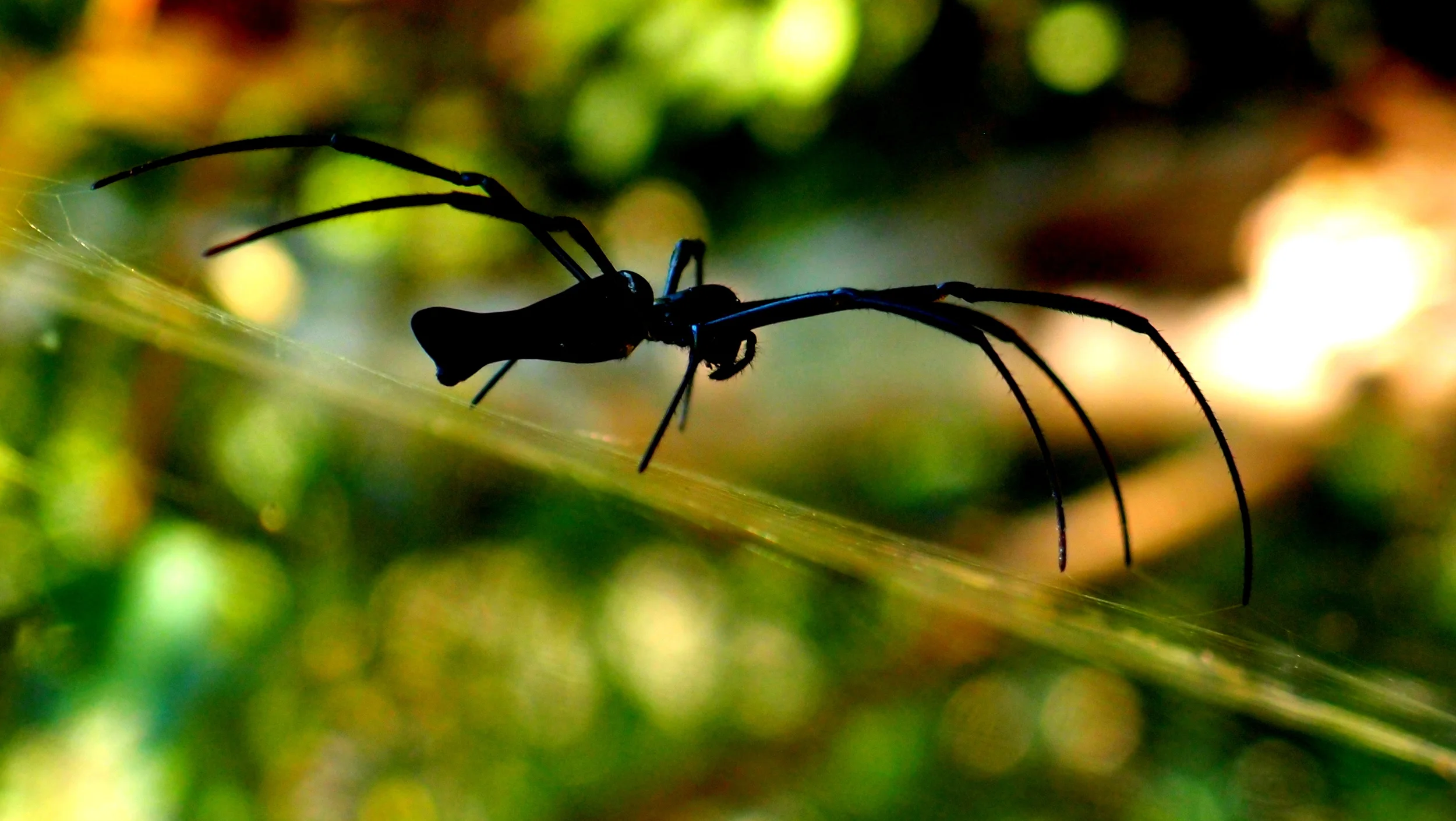 Little Adventures in Hong Kong | The Golden Orb Spider Hong Kong — J3 ...