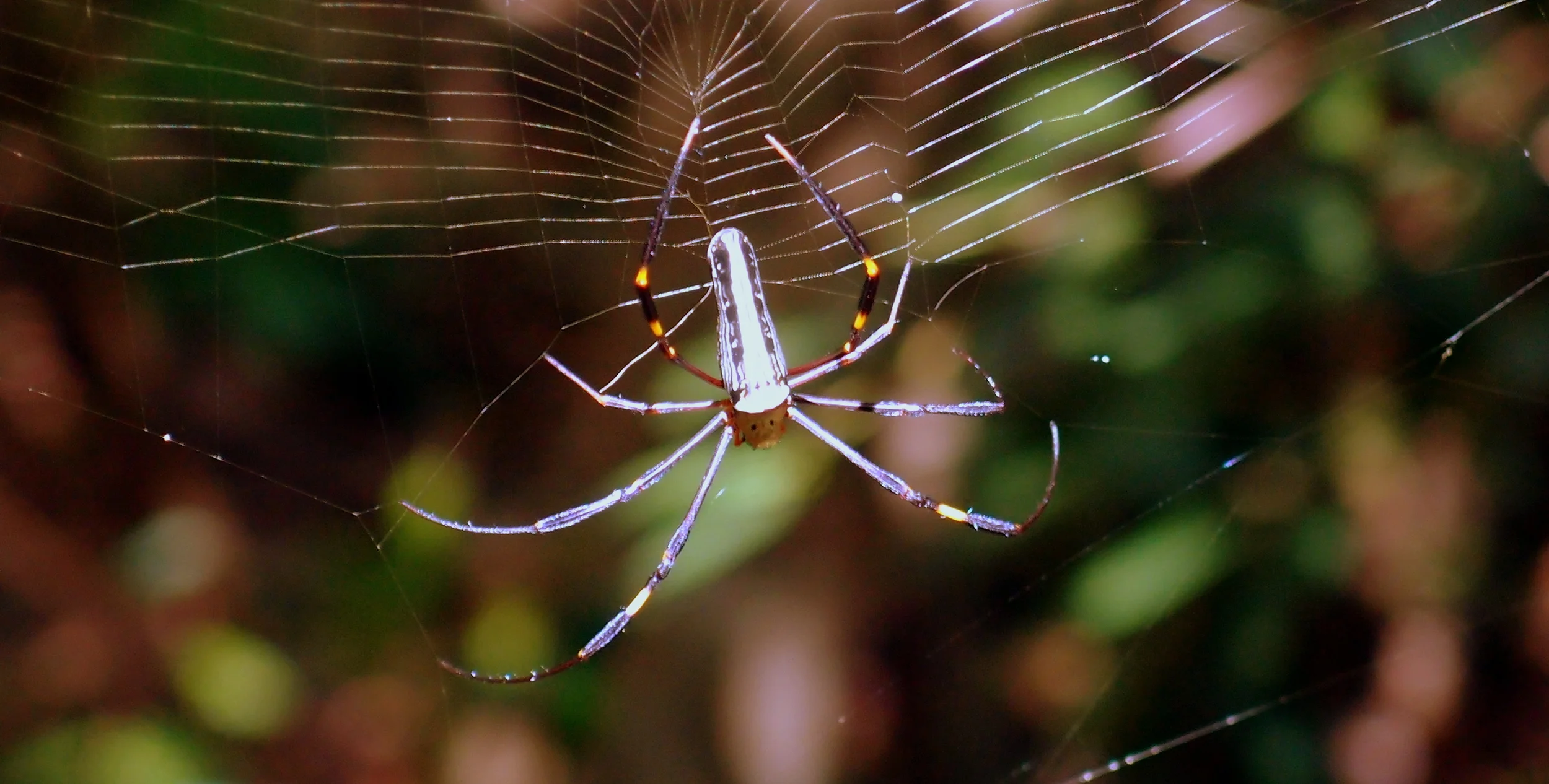 Little Adventures in Hong Kong | The Golden Orb Spider Hong Kong — J3 ...