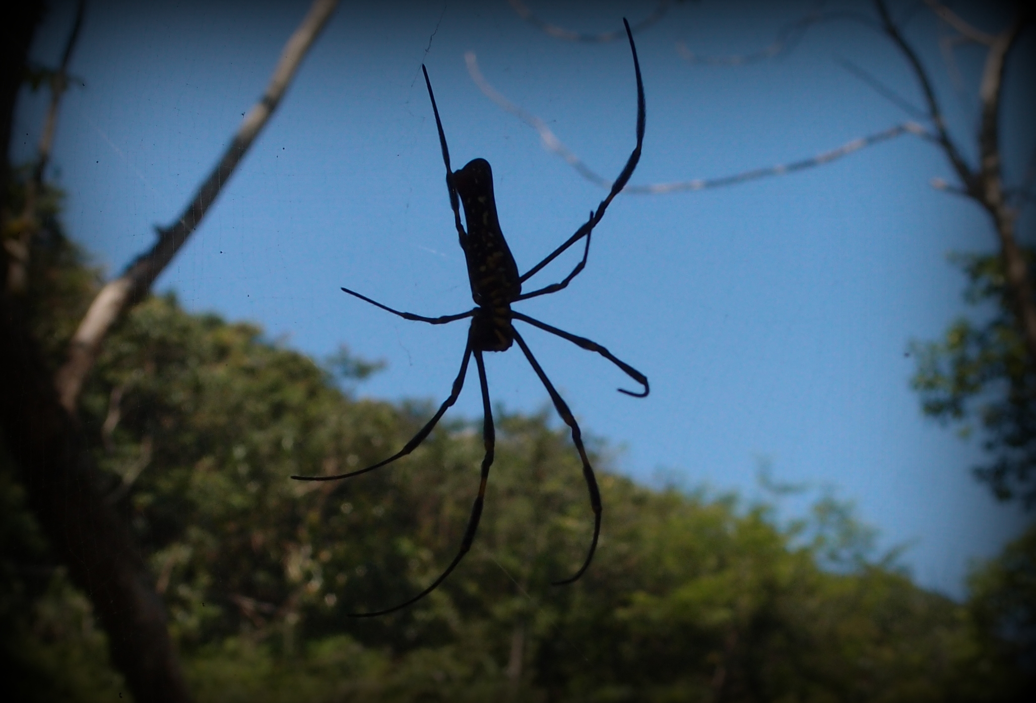 Little Adventures in Hong Kong | The Golden Orb Spider Hong Kong — J3 ...