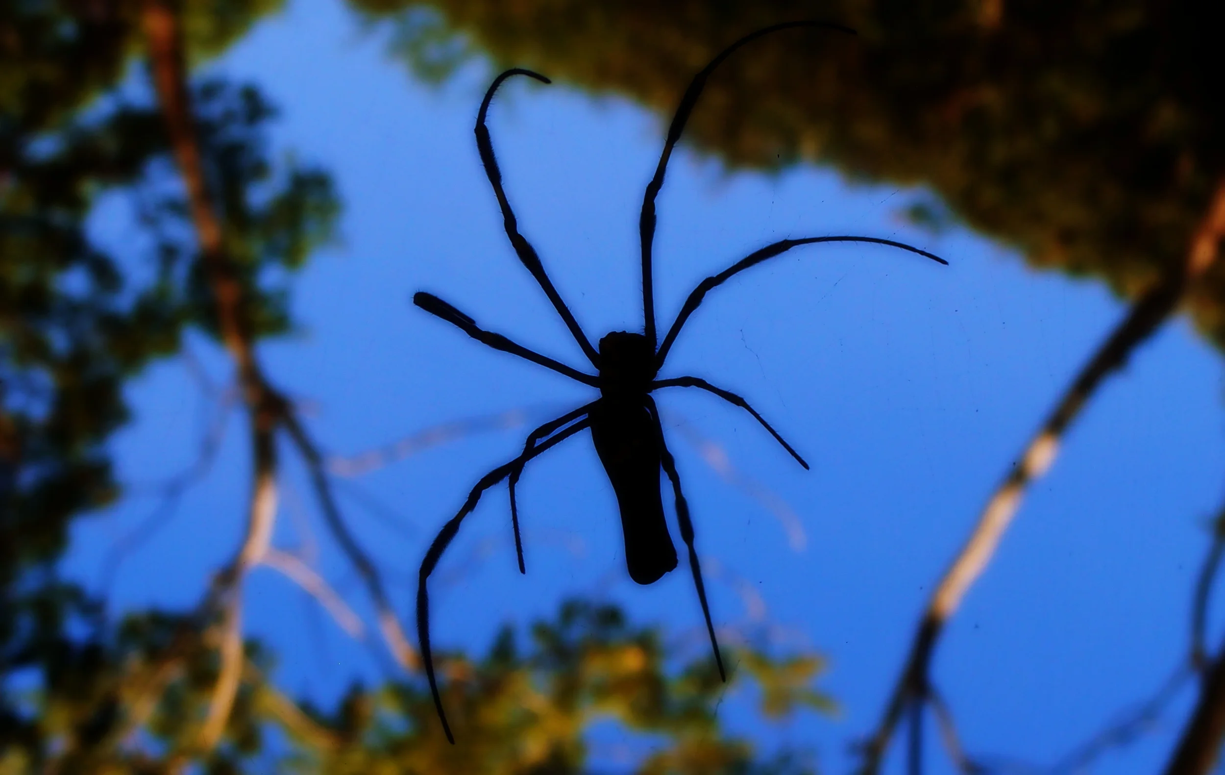 Little Adventures in Hong Kong | The Golden Orb Spider Hong Kong — J3 ...