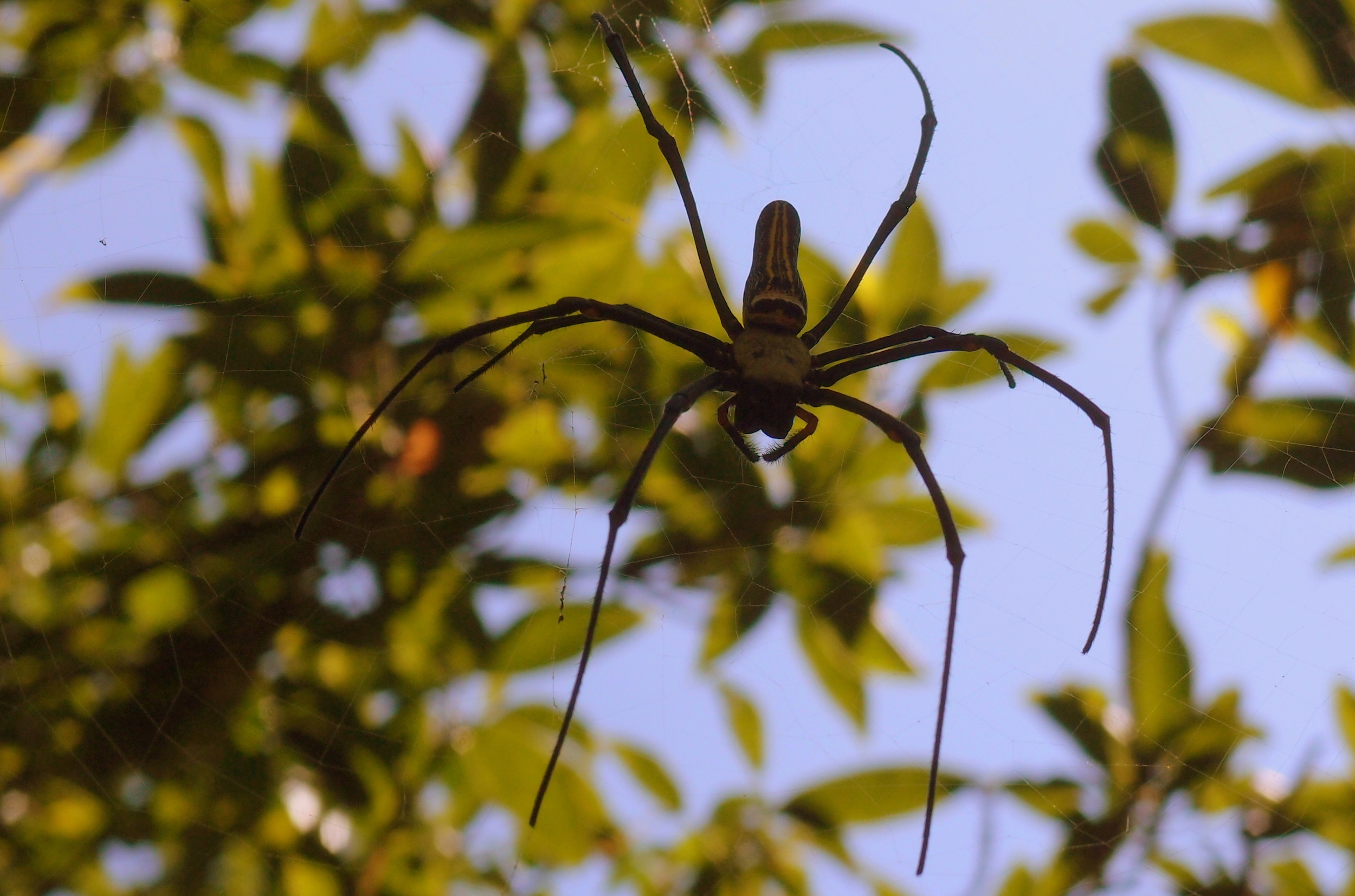 Little Adventures in Hong Kong | The Golden Orb Spider Hong Kong — J3 ...