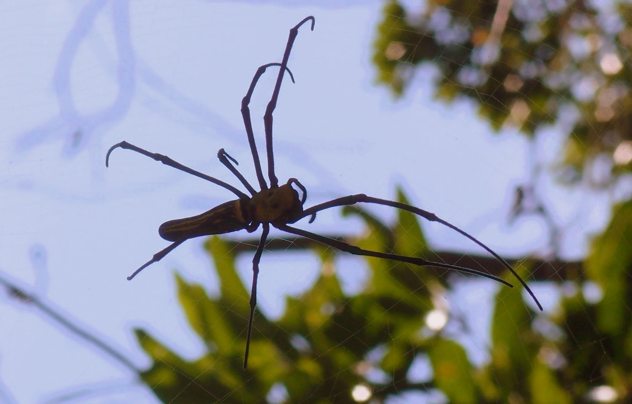 Little Adventures in Hong Kong | The Golden Orb Spider Hong Kong — J3 ...