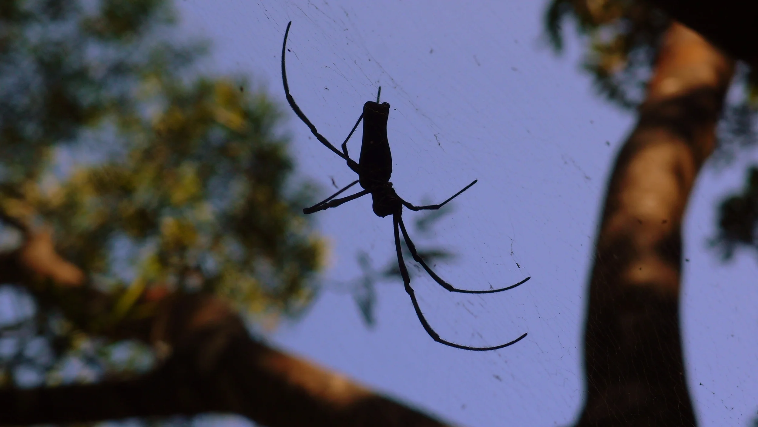 Little Adventures in Hong Kong | The Golden Orb Spider Hong Kong — J3 ...