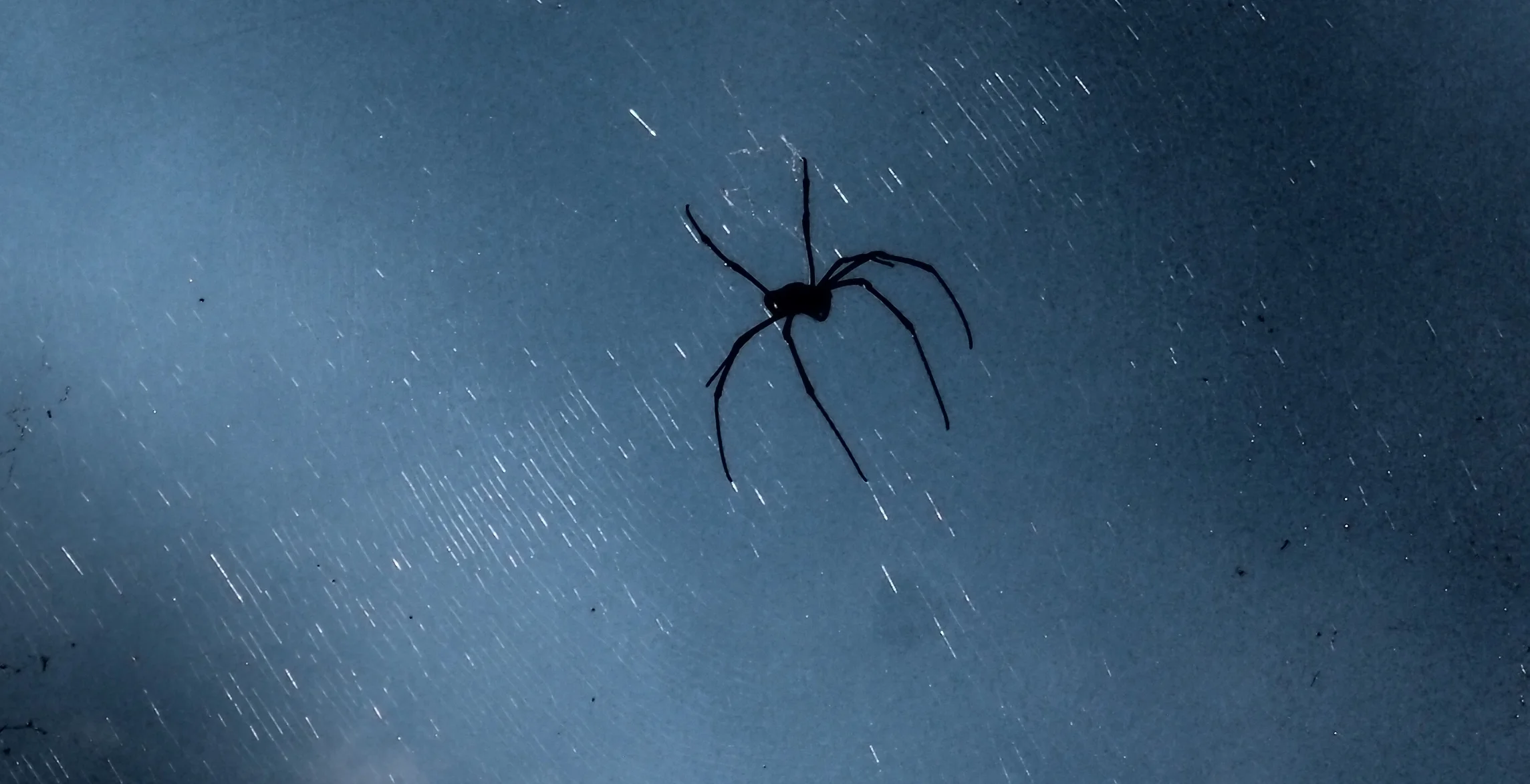 Little Adventures in Hong Kong | The Golden Orb Spider Hong Kong — J3 ...