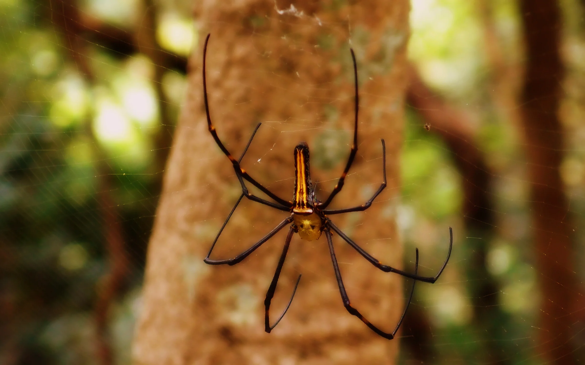 Little Adventures in Hong Kong | The Golden Orb Spider Hong Kong — J3 ...