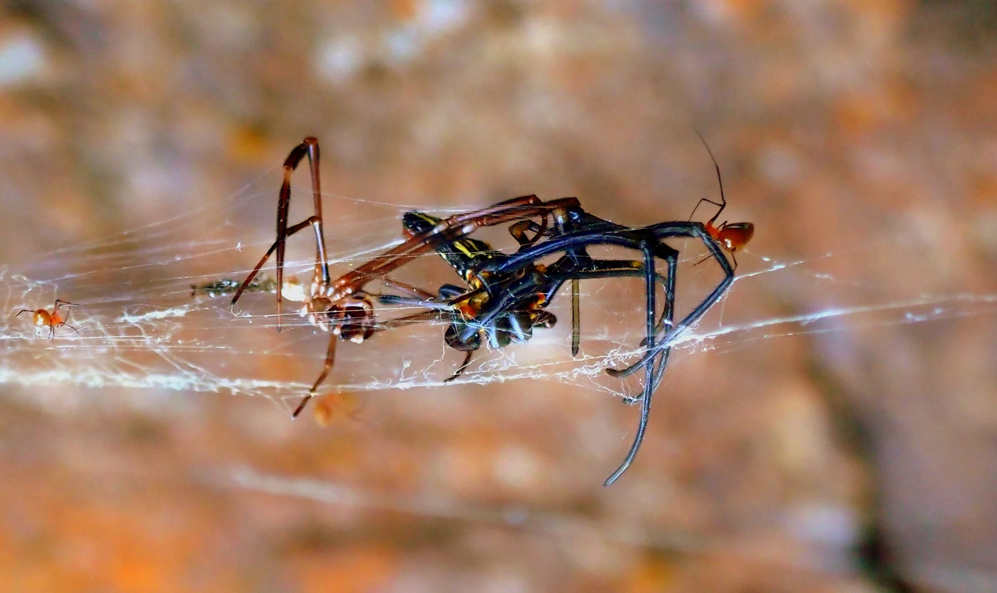 Little Adventures in Hong Kong | The Golden Orb Spider Hong Kong — J3 ...