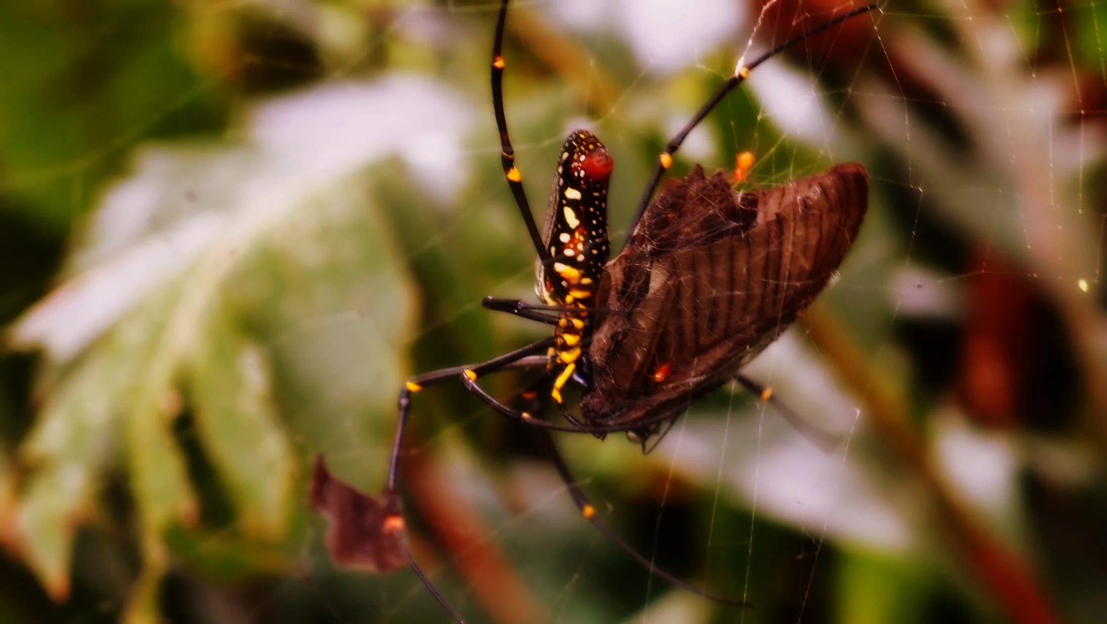 Little Adventures in Hong Kong | The Golden Orb Spider Hong Kong — J3 ...