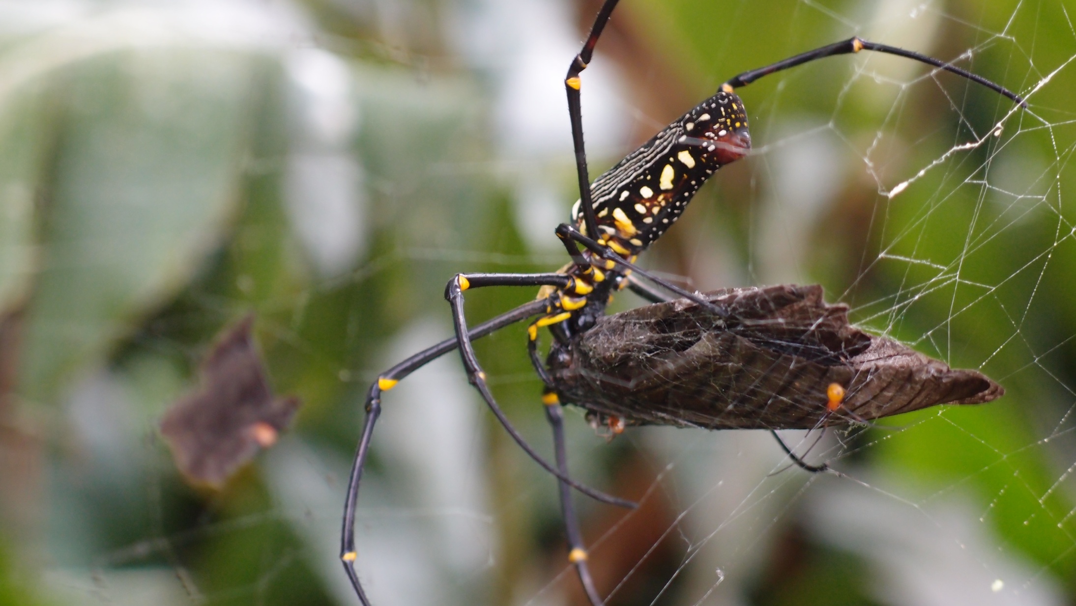 Little Adventures in Hong Kong | The Golden Orb Spider Hong Kong — J3 ...