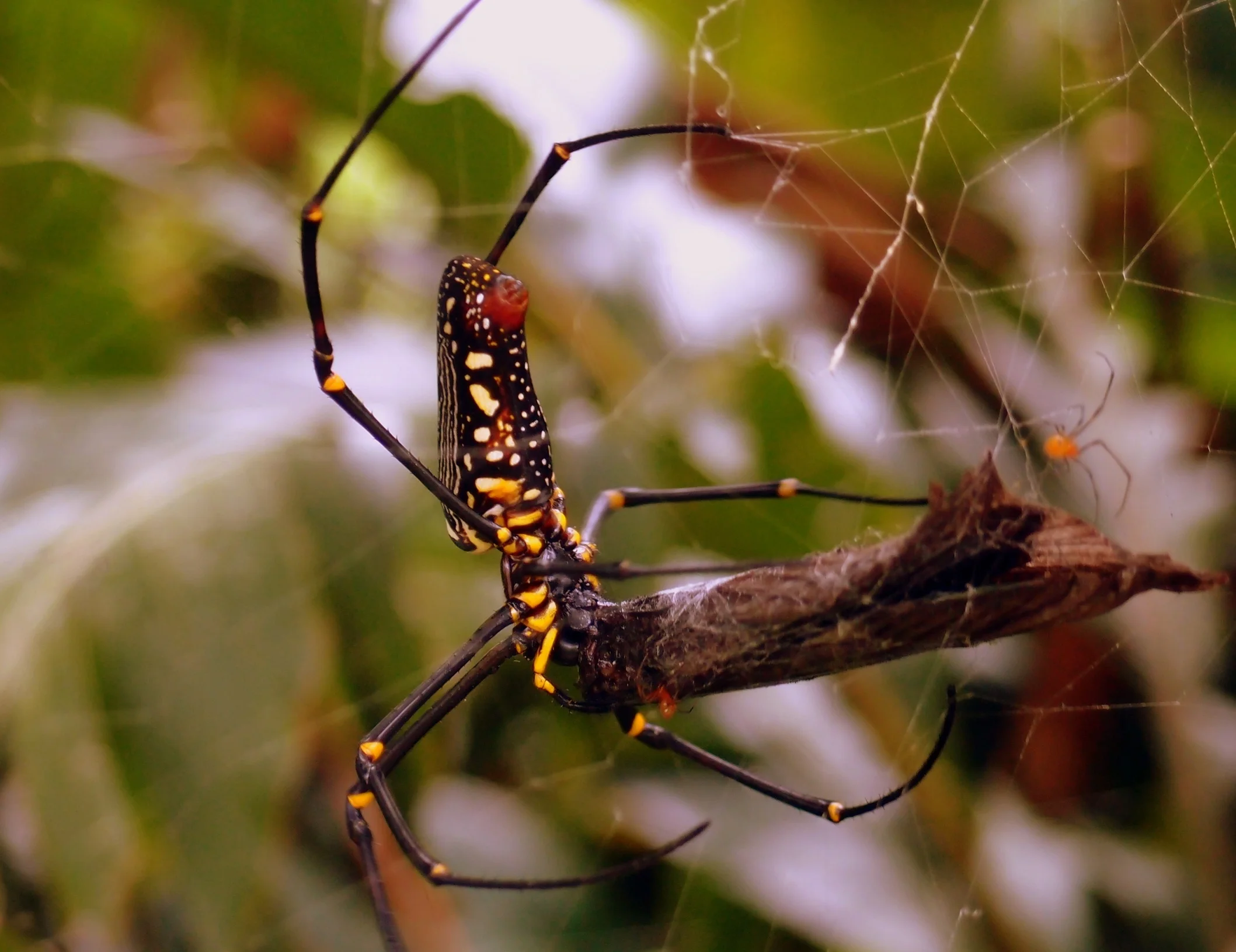Little Adventures in Hong Kong | The Golden Orb Spider Hong Kong — J3 ...