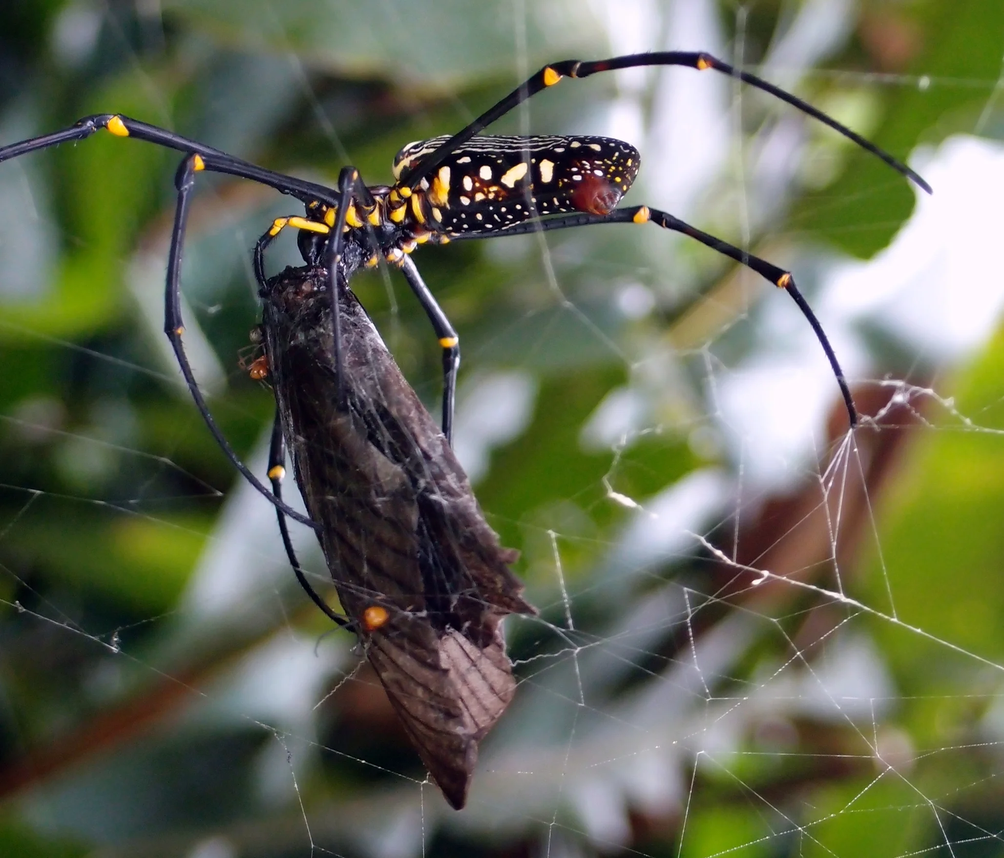 Little Adventures in Hong Kong | The Golden Orb Spider Hong Kong — J3 ...