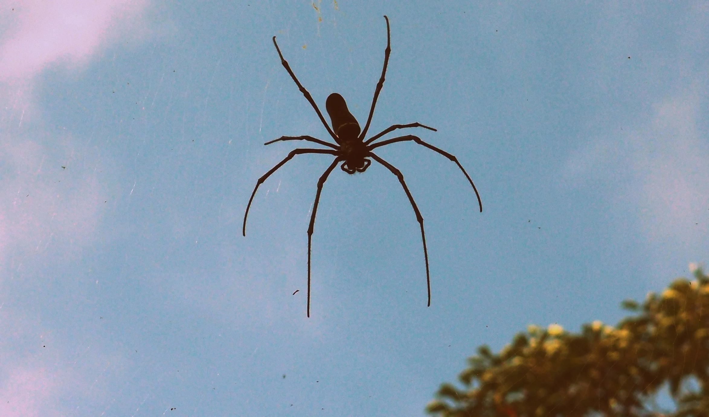 Little Adventures in Hong Kong | The Golden Orb Spider Hong Kong — J3 ...