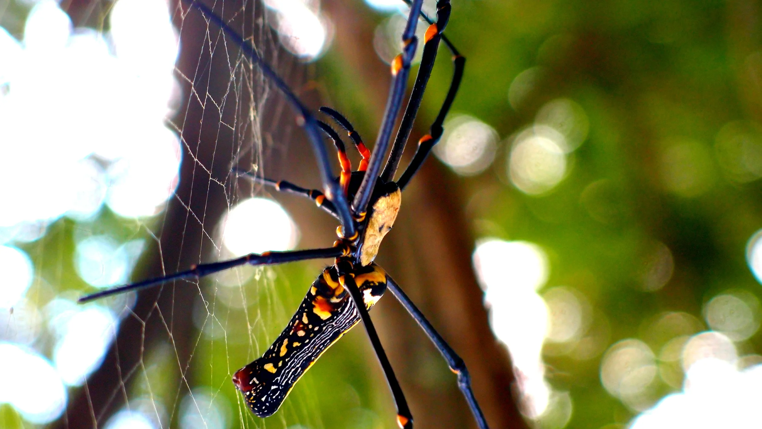 Little Adventures in Hong Kong | The Golden Orb Spider Hong Kong — J3 ...