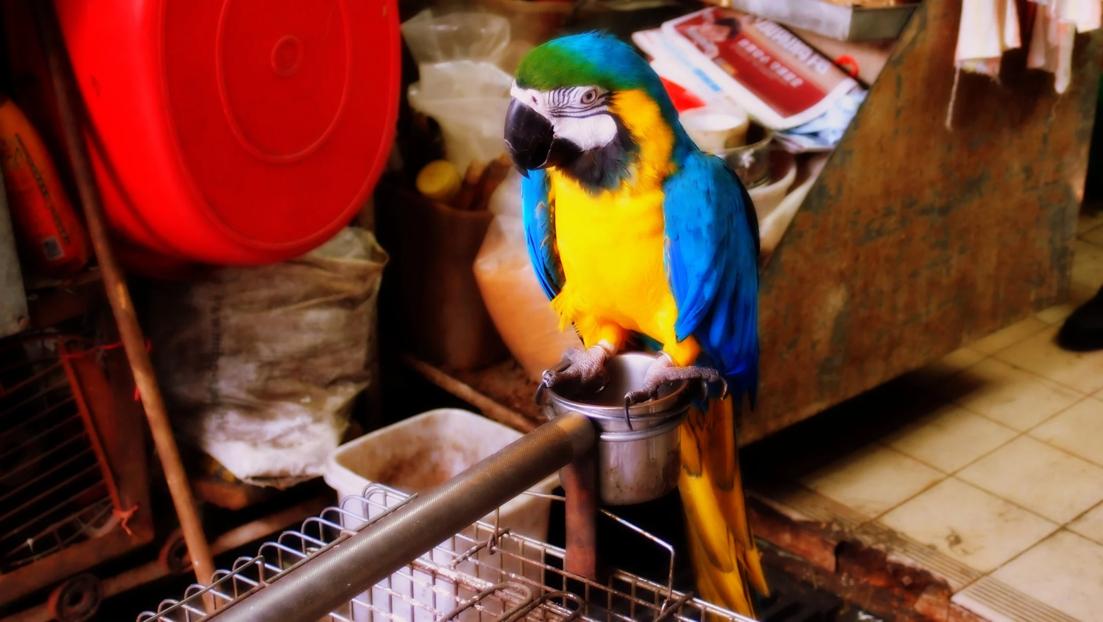 Hong Kong Tour | The Yuen Po Bird Market, Mong Kok, Hong Kong — J3 ...
