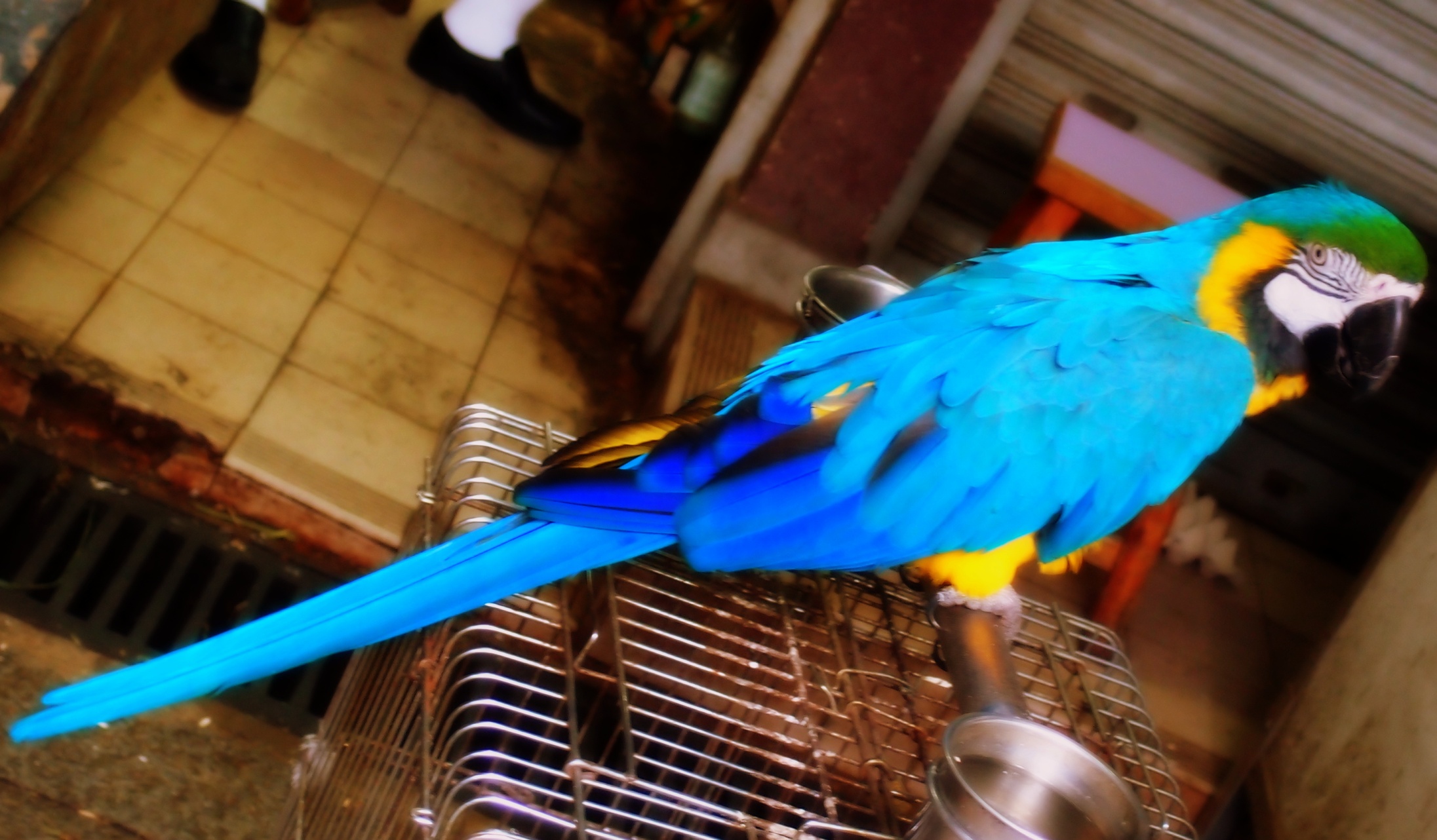 Hong Kong Tour | The Yuen Po Bird Market, Mong Kok, Hong Kong — J3 ...