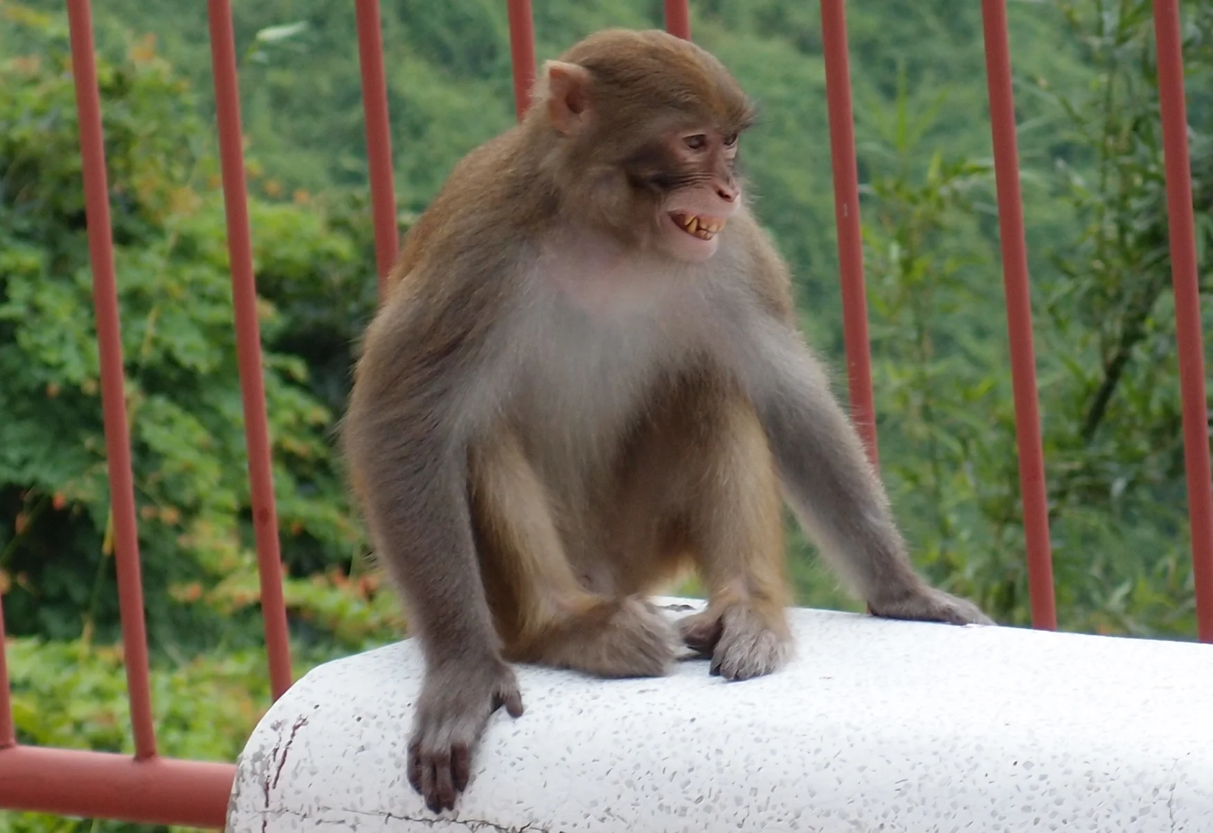 Streets of Hong Kong Premium Private Tours | Wild monkey's in Hong Kong ...