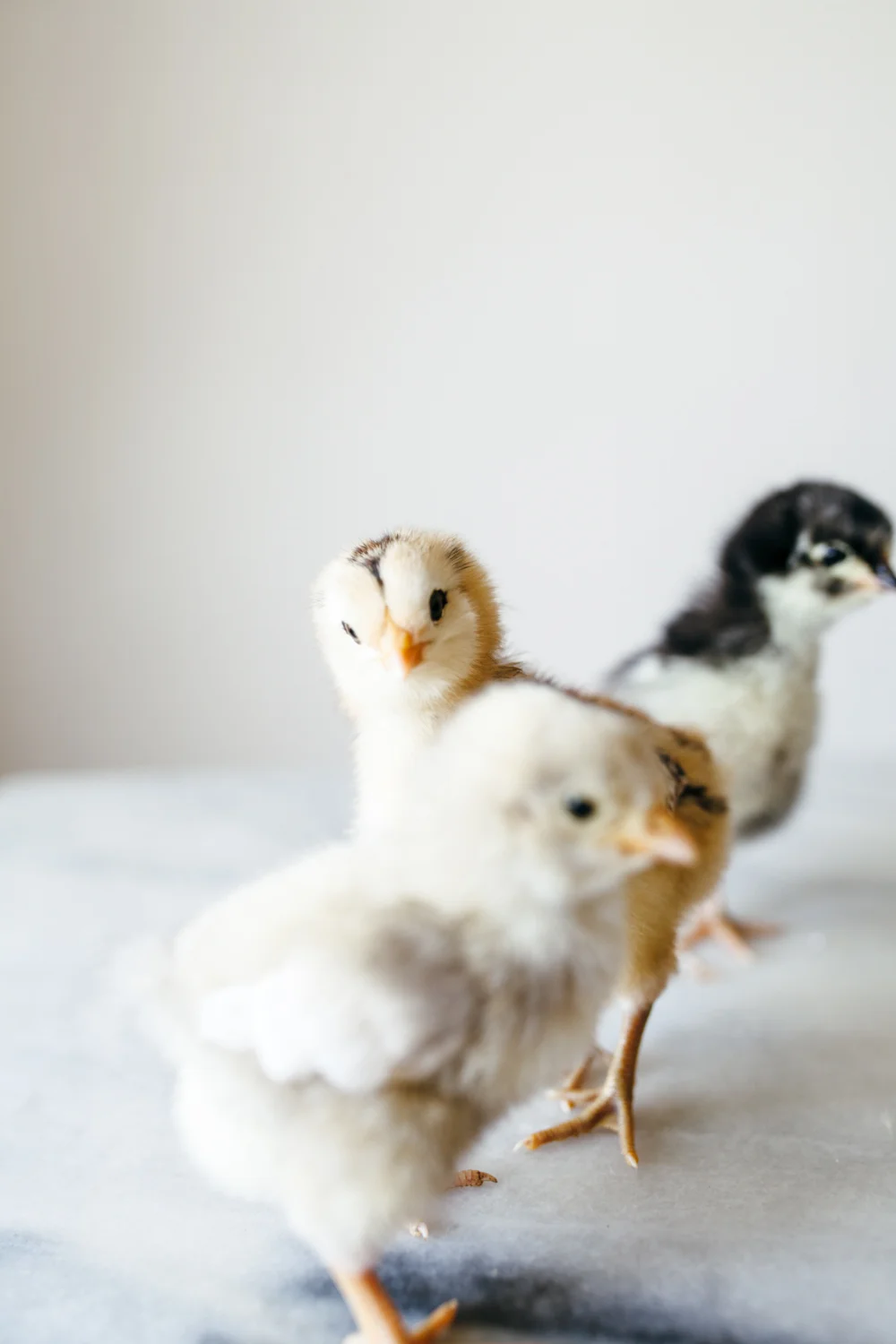 meet our chickies!!!!! — molly yeh