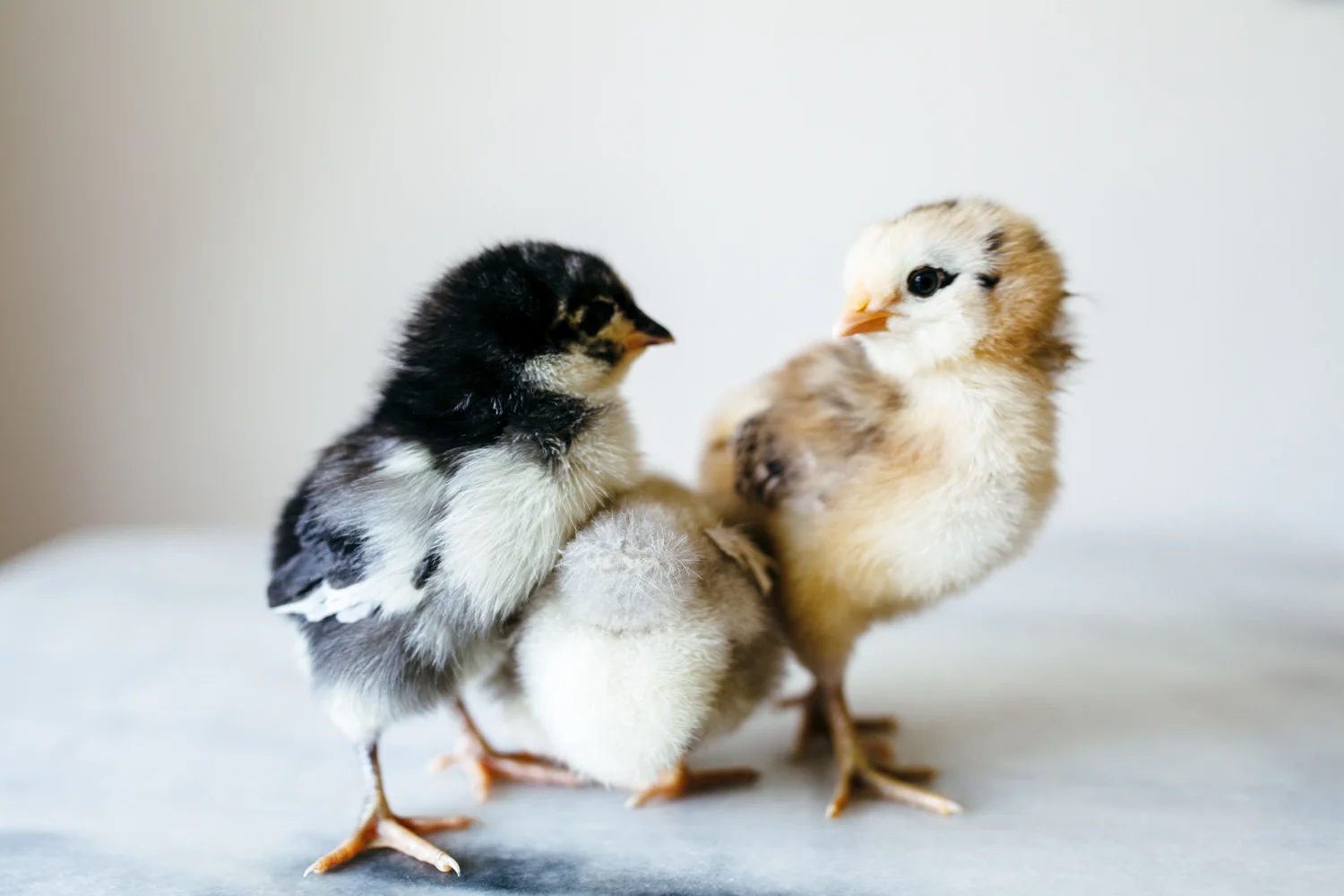meet our chickies!!!!! — molly yeh