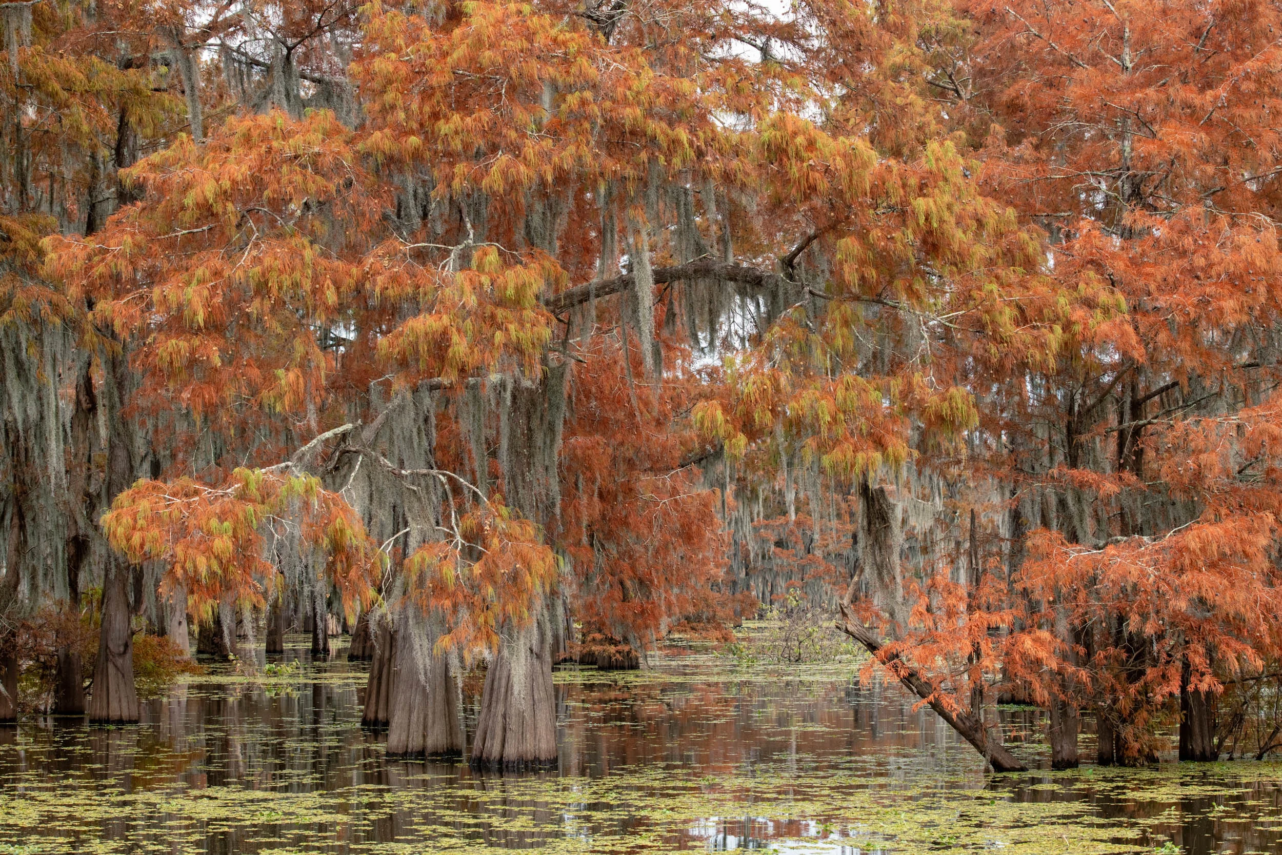 Fall Cypress Photo Tours — Charles Bush Photography