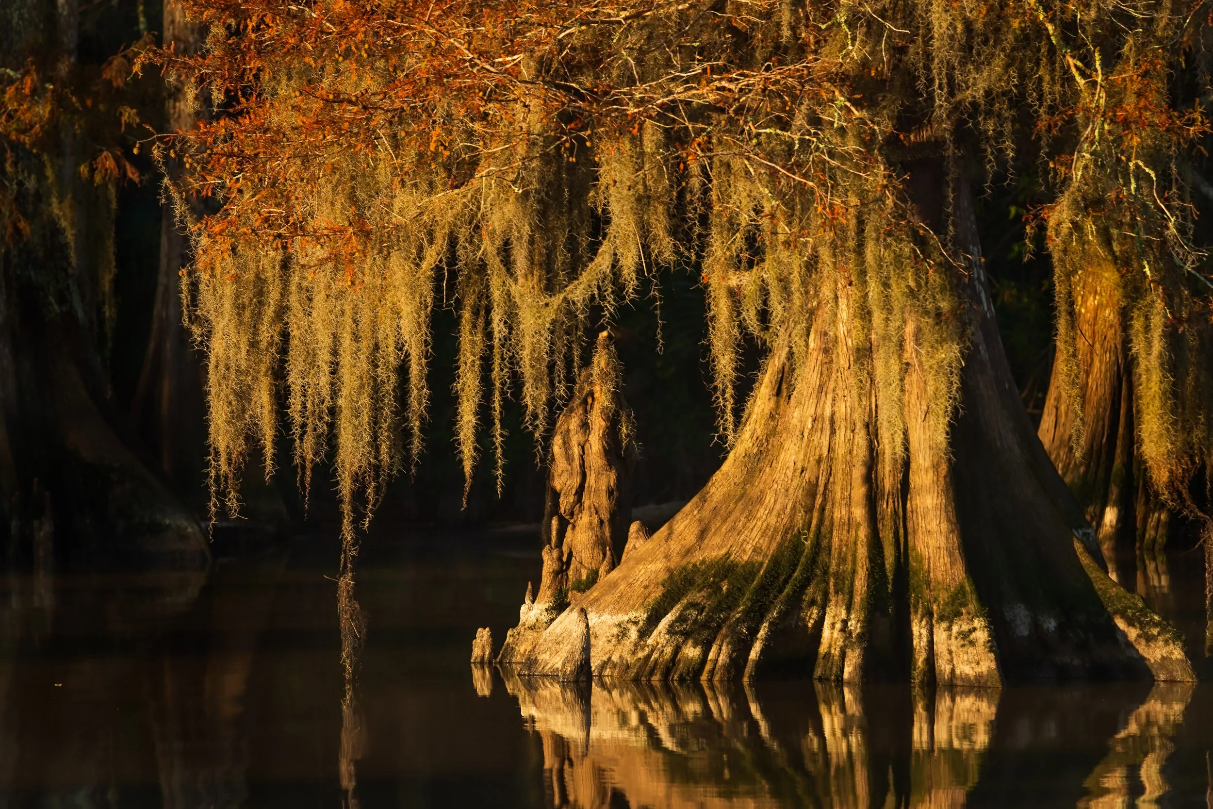 Information About Fall Cypress Photo Tours — Charles Bush Photography