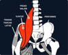 Psoas Talk with Christye: Is Your Athlete's Hip Pain a Flexibility or ...
