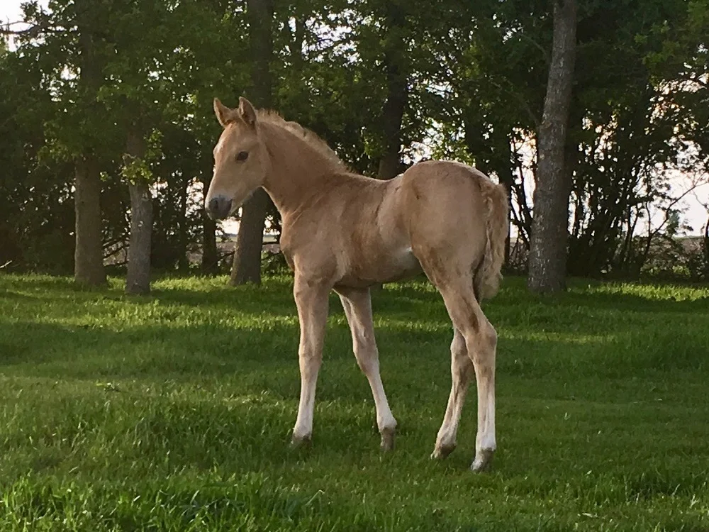Dark Palomino Foal