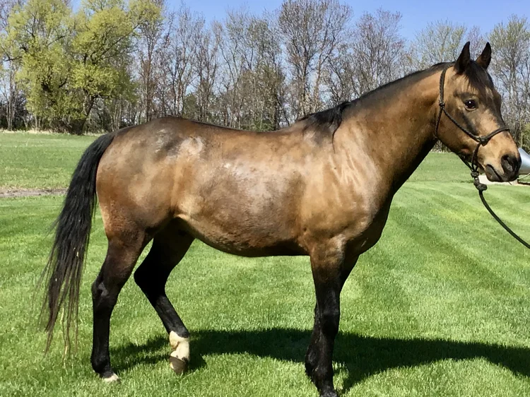 Sooty Buckskin Quarter Horse