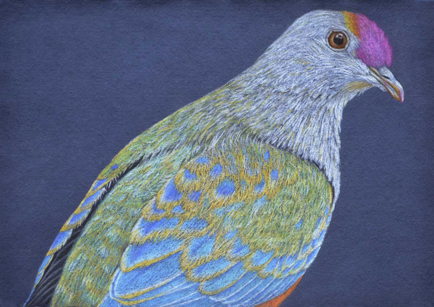 Birdland Series - Portraits of Australian Birds, Gallery 1 — Rachel Newling