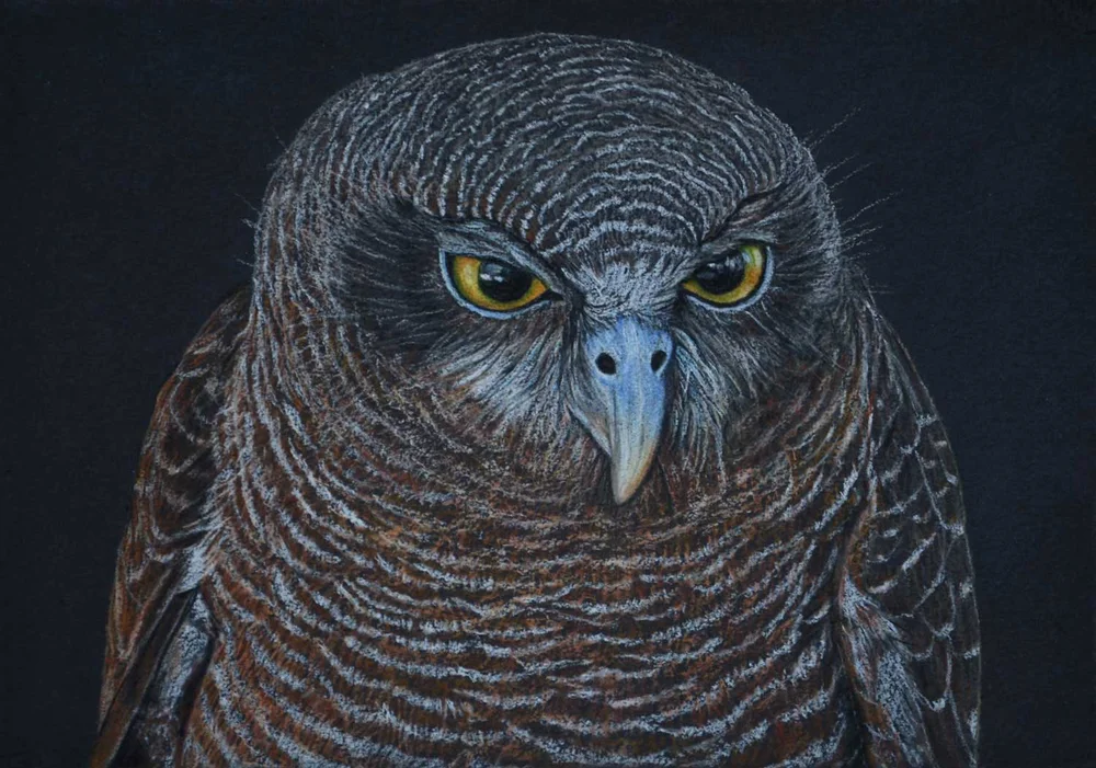 Birdland Series - Portraits of Australian Birds, Gallery 3 — Rachel Newling