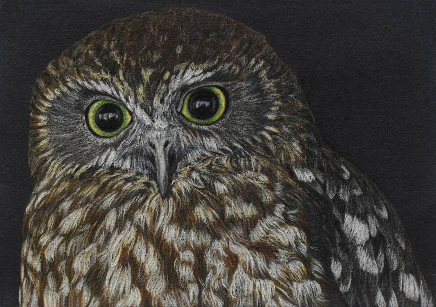 Birdland Series - Portraits of Australian Birds, Gallery 1 — Rachel Newling