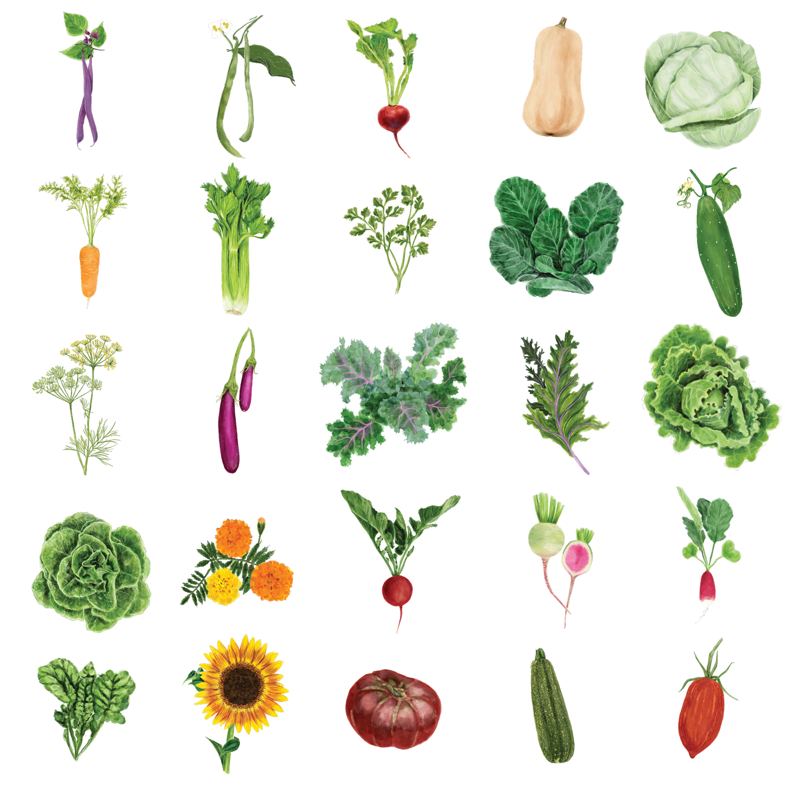 Featured Project: Seed Sampler — FIELDWORK CREATIVE