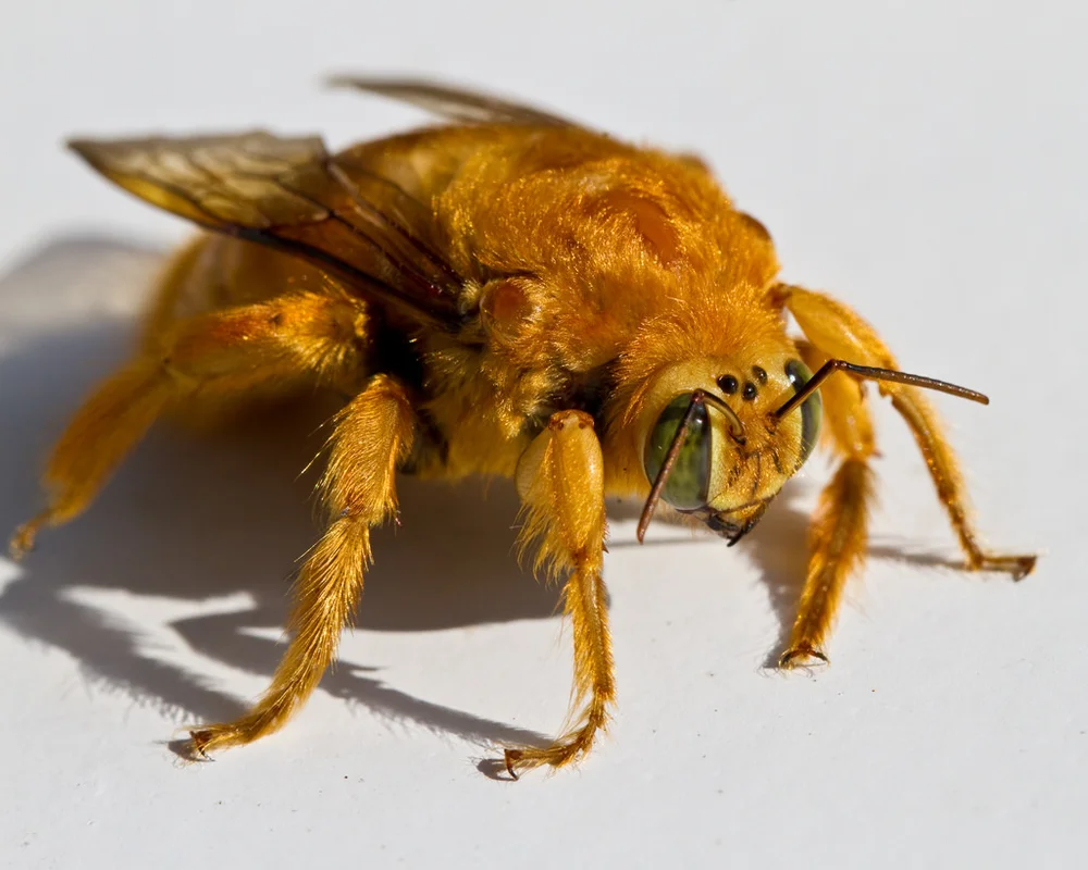 Queen Carpenter Bee