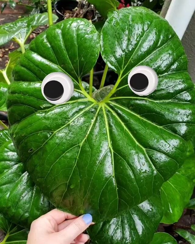 How to become the McGyver of Pom Poms — hi tree!