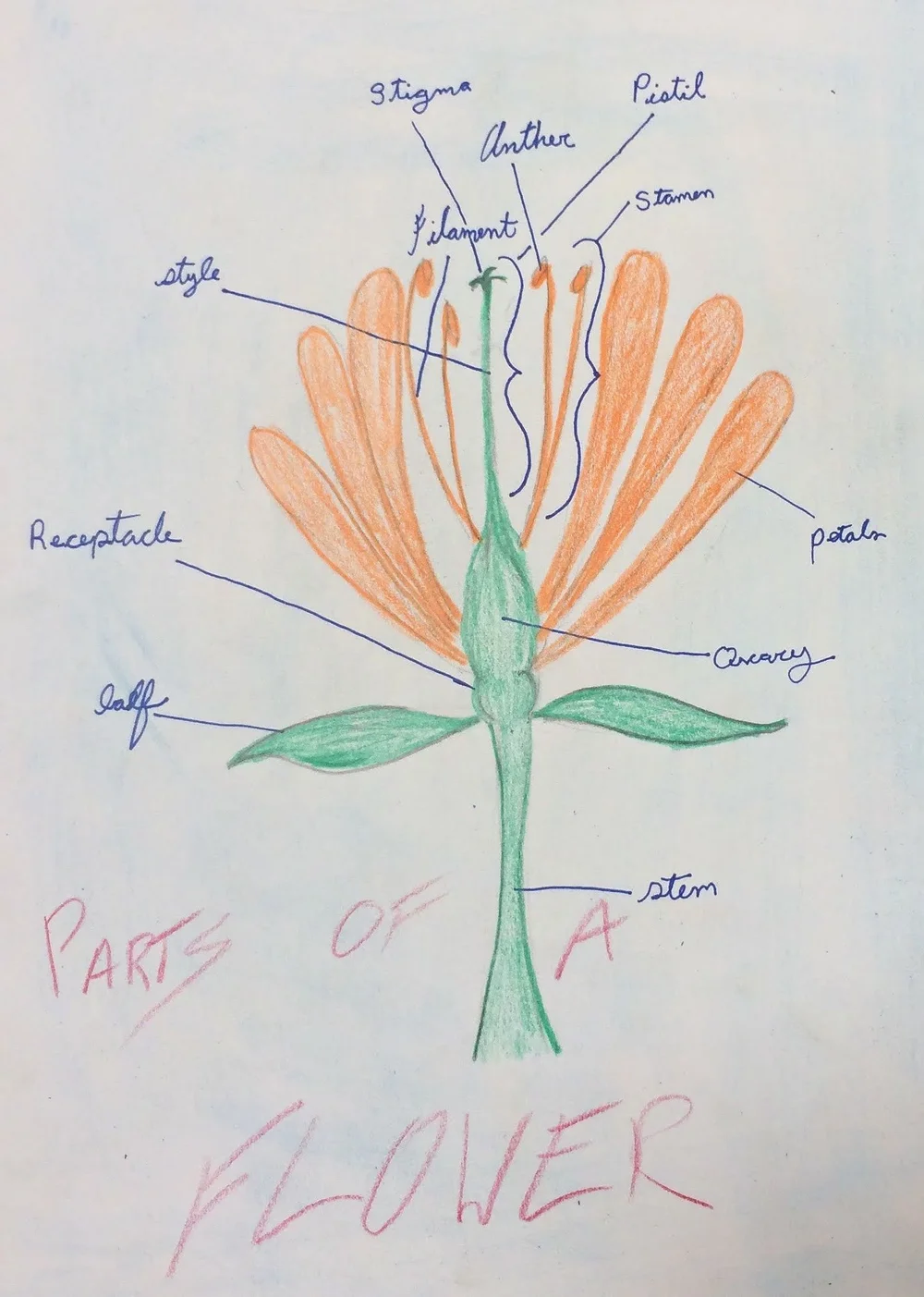 Waldorf Fifth Grade Botany: Growing with the Child