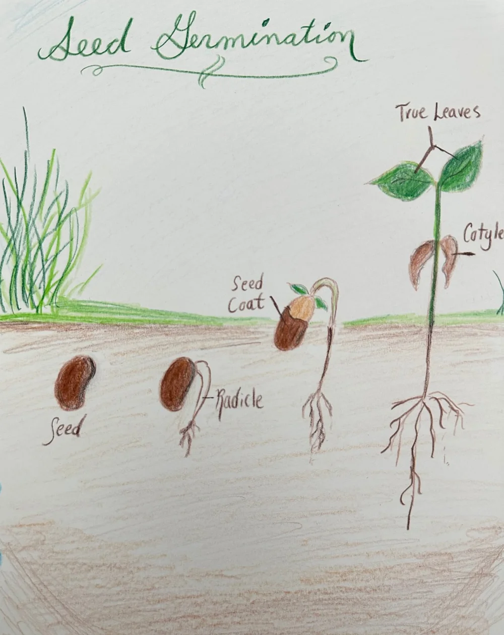Seed Drawing For Kids