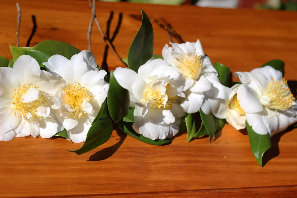 White Camellias — floristinyou
