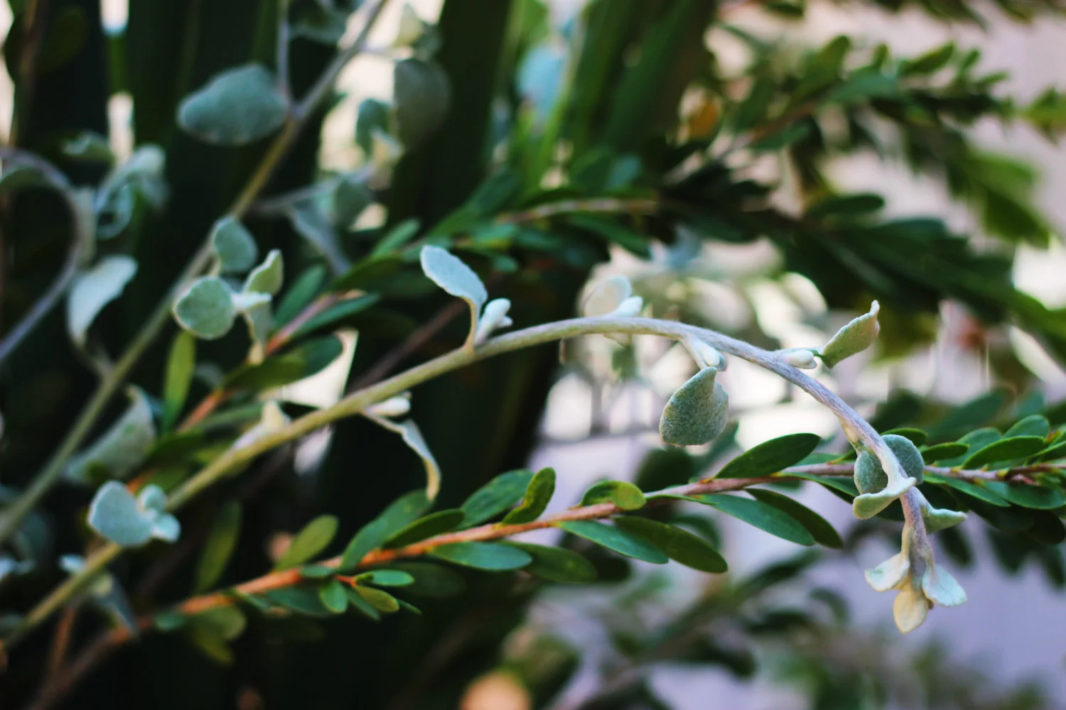 Spring Garden in a Modern Container — floristinyou